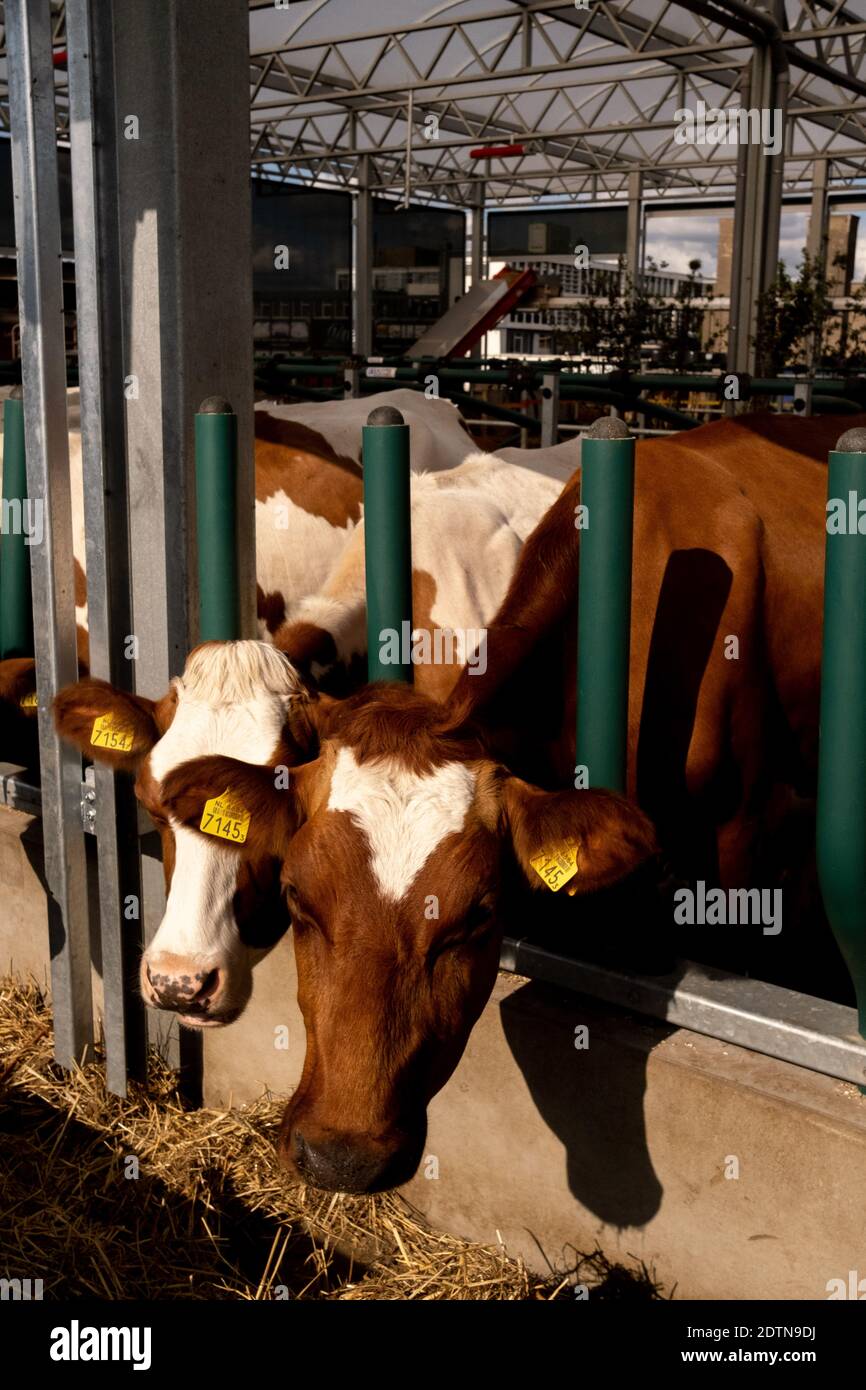 Floating farm cows hi-res stock photography and images - Alamy