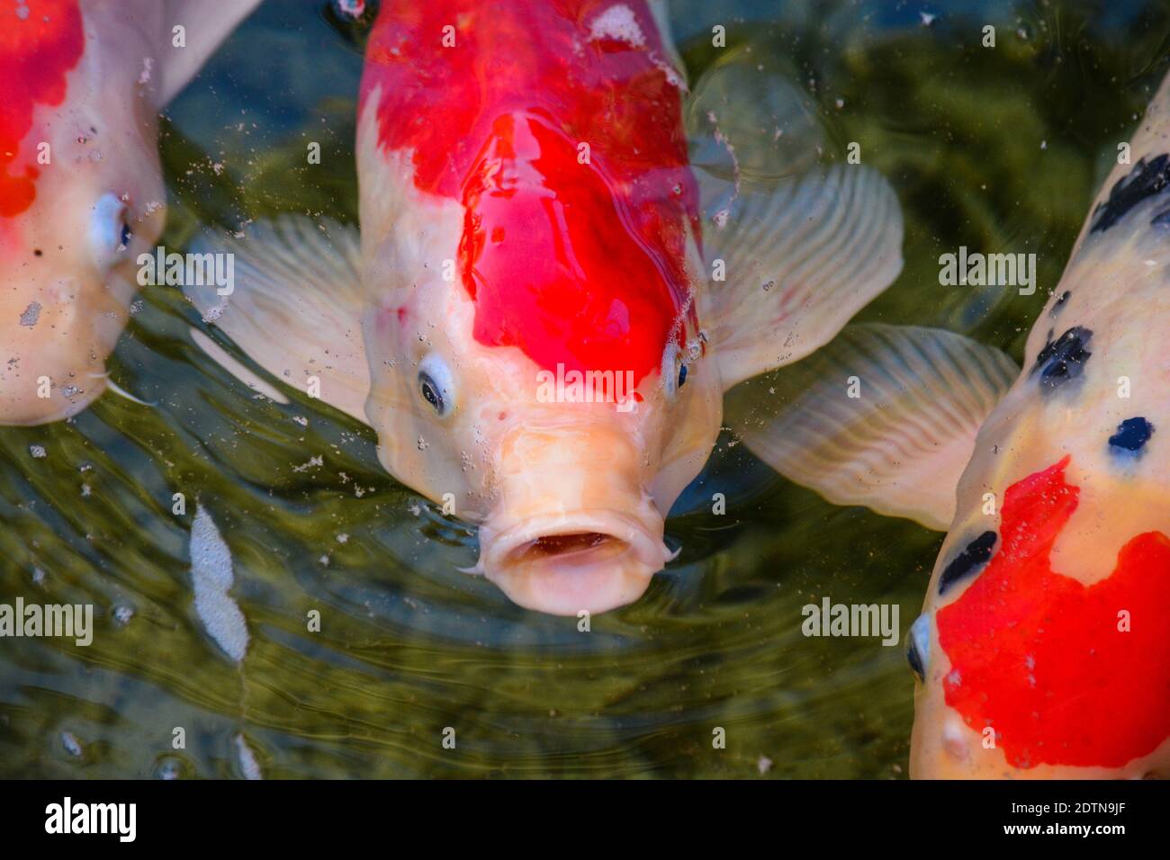 Fish close up wild hi-res stock photography and images - Alamy