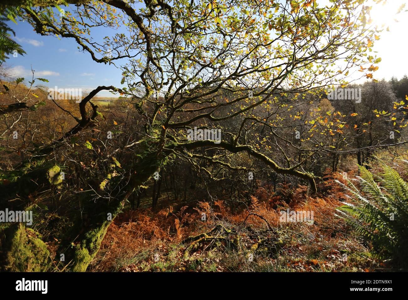 Scottish landscape with fall colors Stock Photo - Alamy