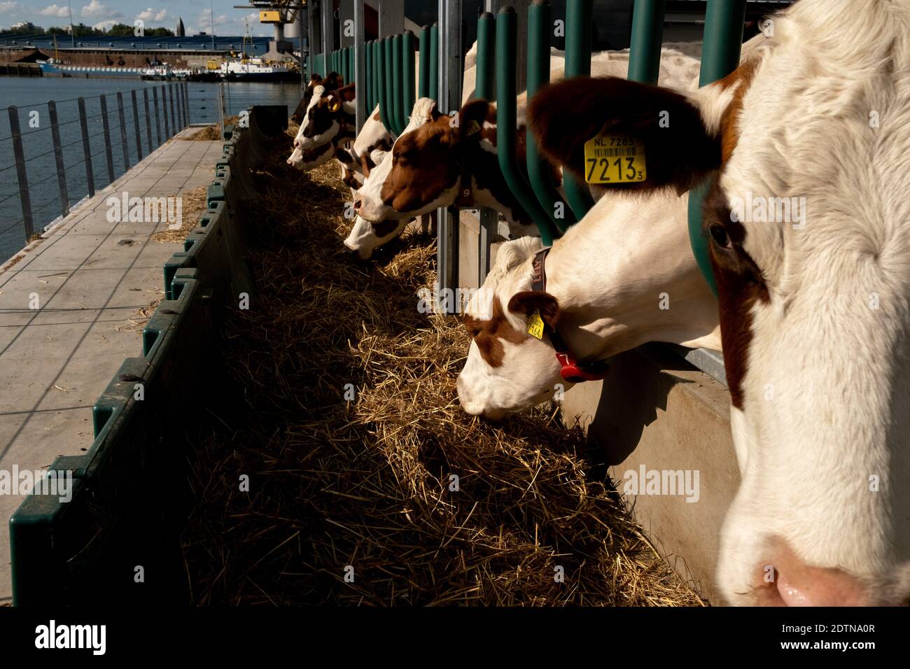 Floating farm cows hi-res stock photography and images - Alamy