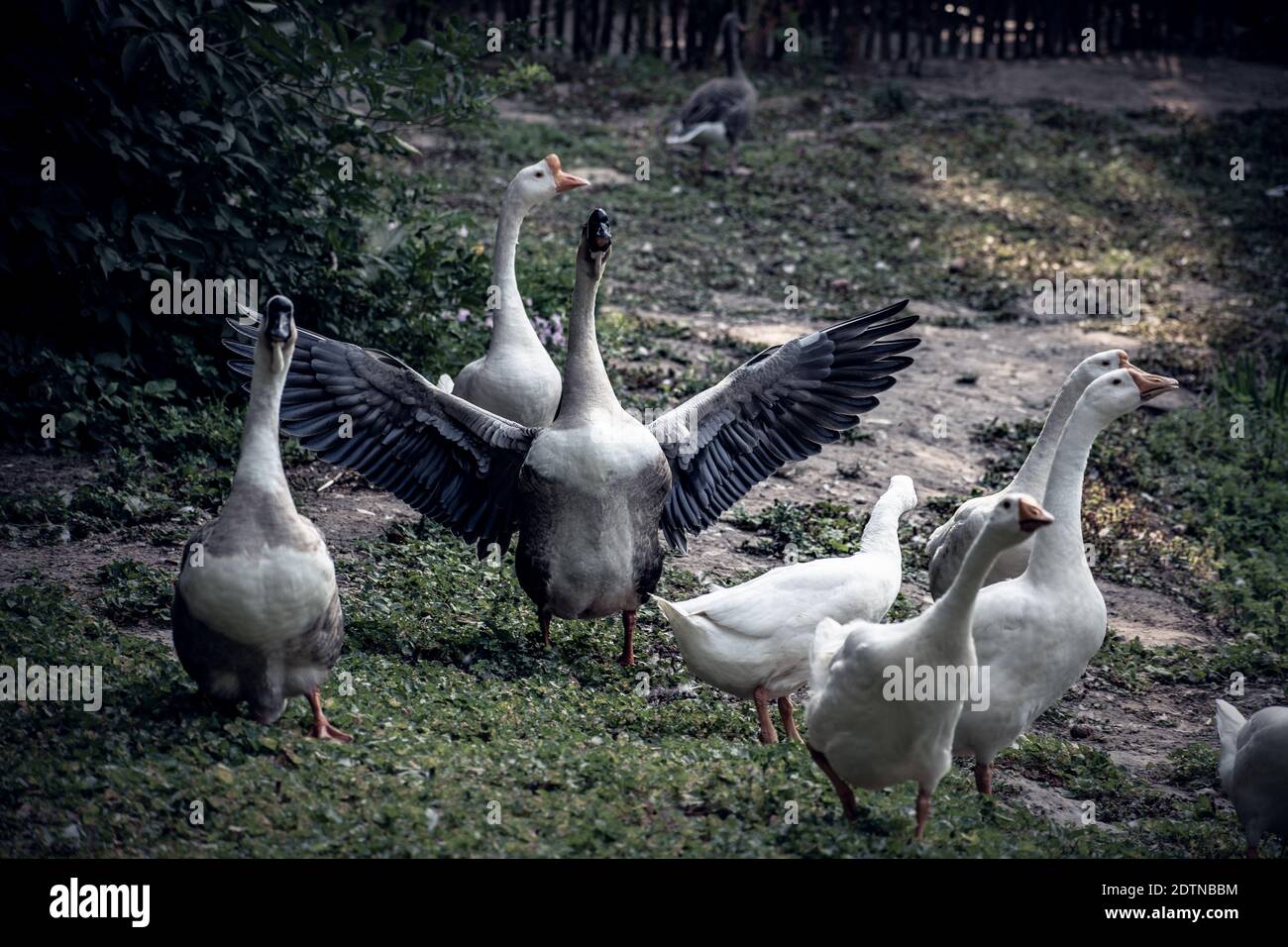 A group of geese on the grass Stock Photo - Alamy