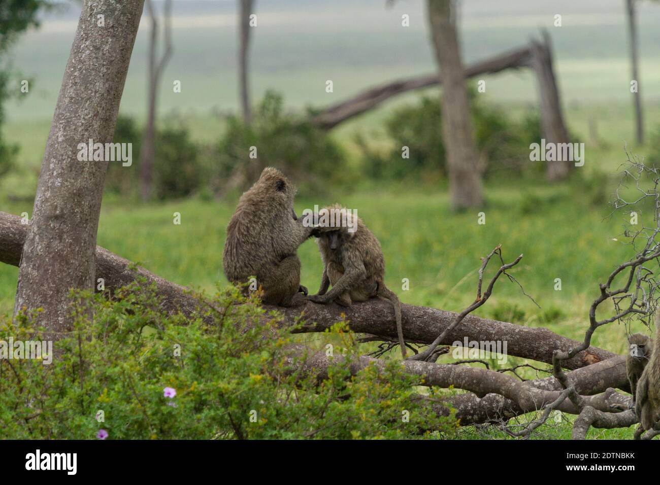 My animals and other family hi-res stock photography and images - Alamy