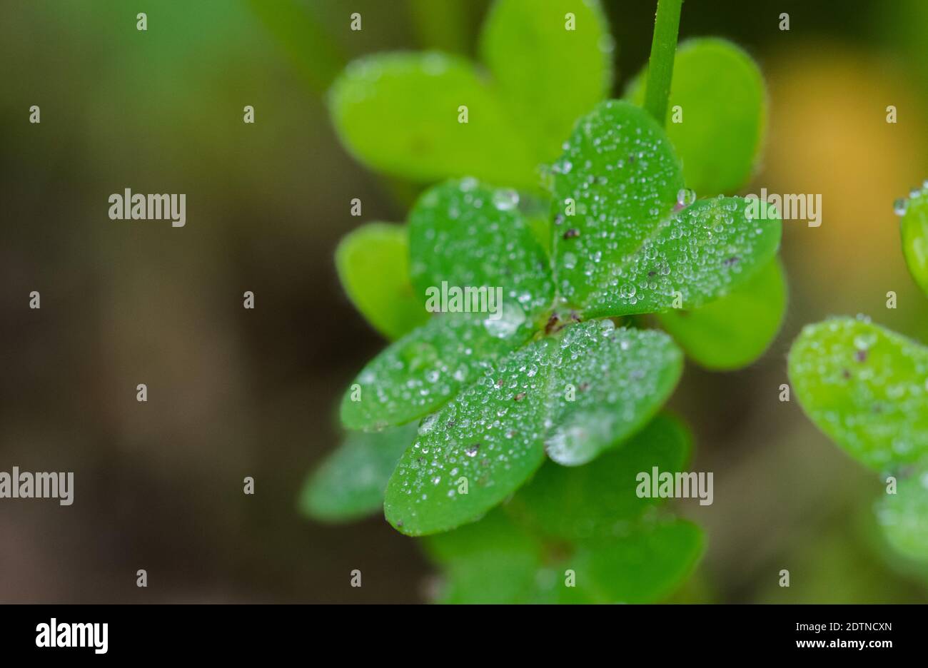 A selective focus shot of morning dew droplets on Cape Sorrel leaves in ...