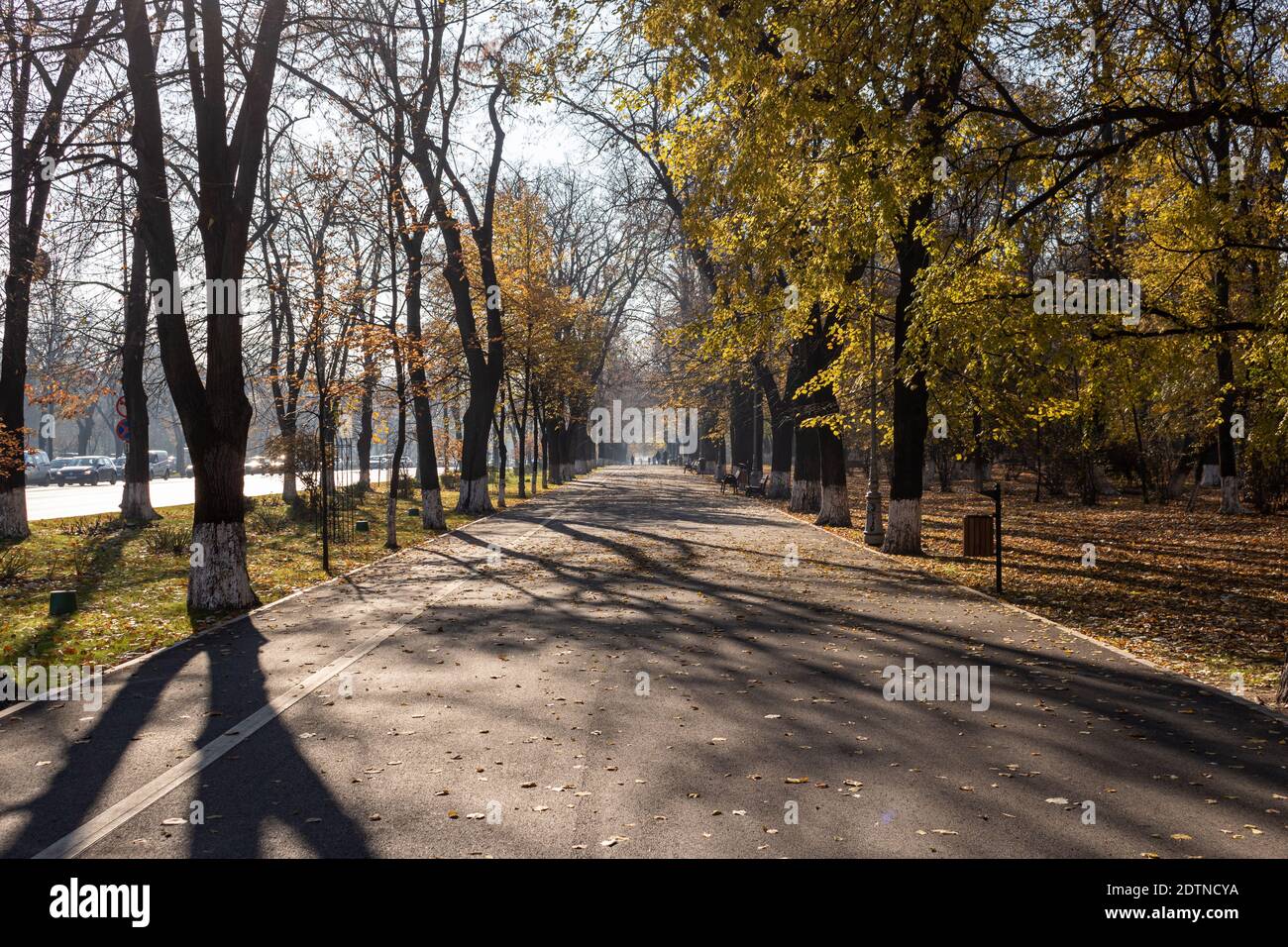 A sidewalk with trees on a gloomy day in autumn Stock Photo - Alamy