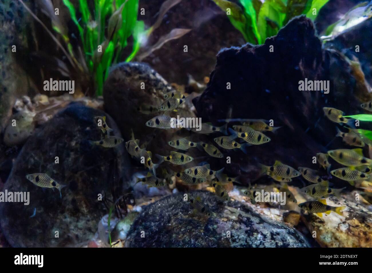 Finding Nemo Bucktooth Fish