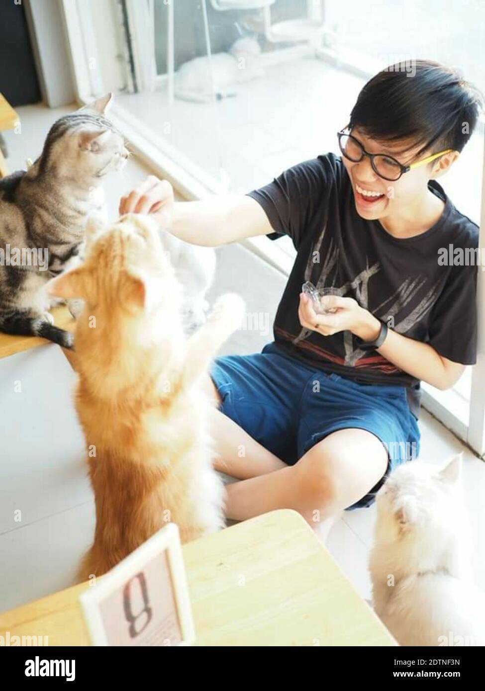 Group of cats at home hi-res stock photography and images - Alamy