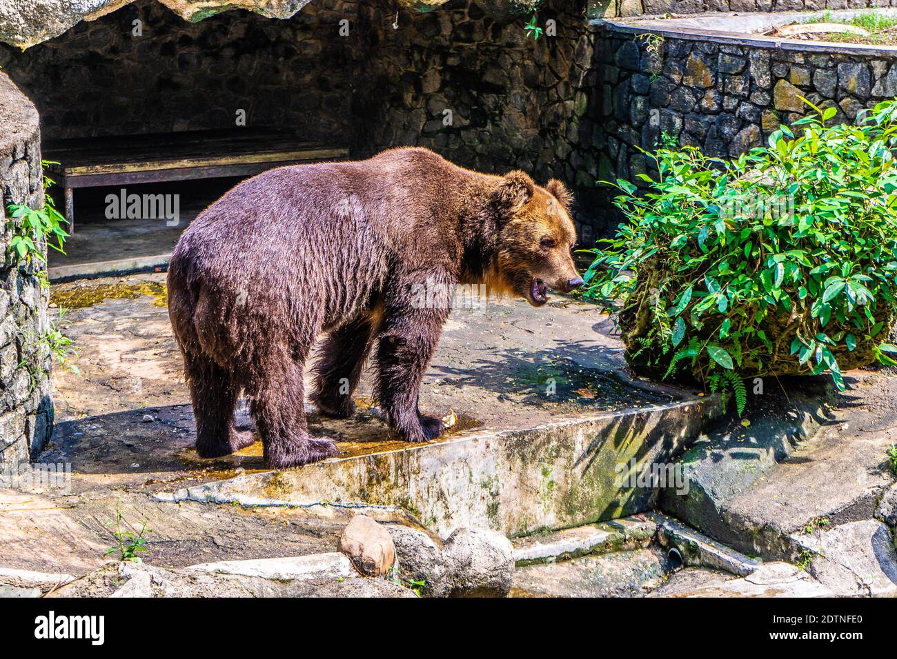 Bear in a Zoo Stock Photo - Alamy