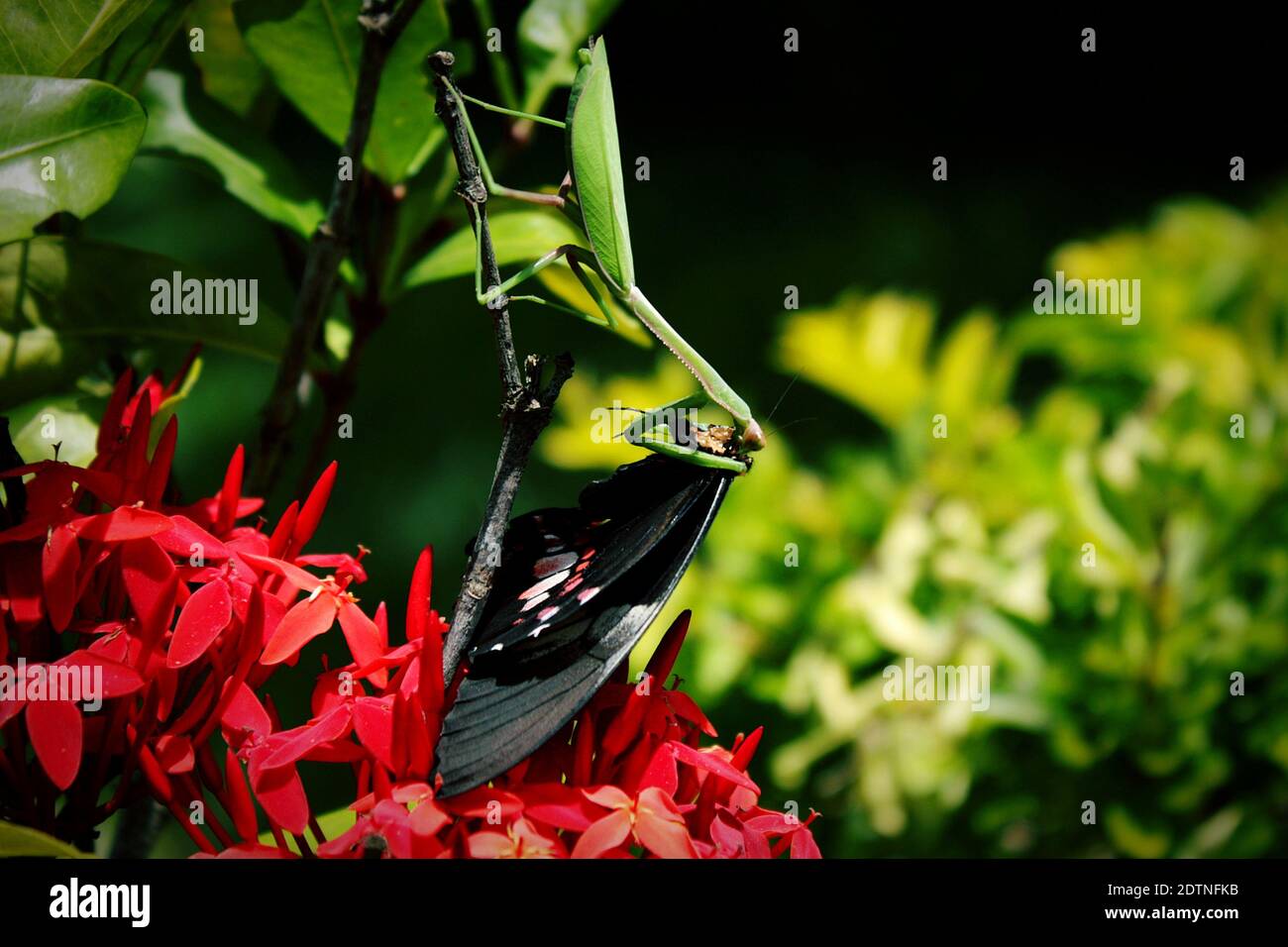 Praying mantis eating bird hi-res stock photography and images - Alamy