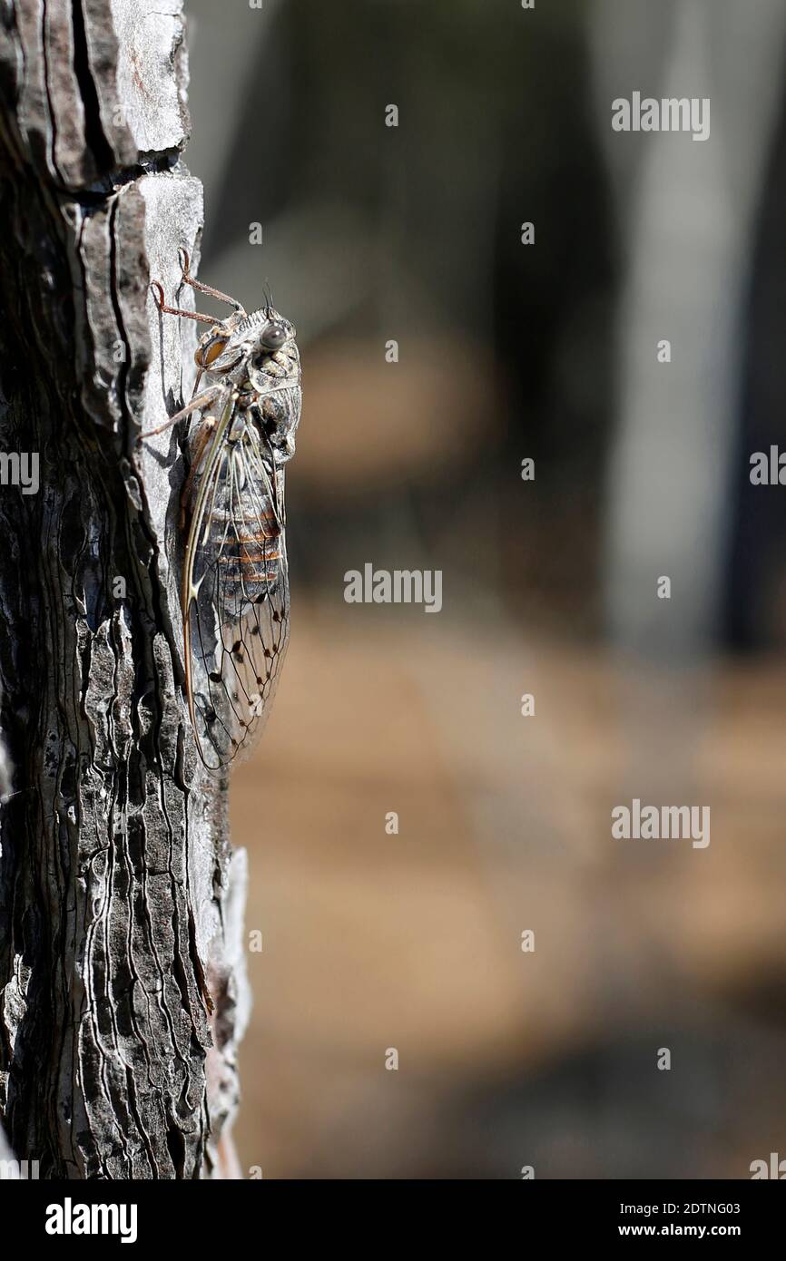 Cicada France High Resolution Stock Photography and Images - Alamy