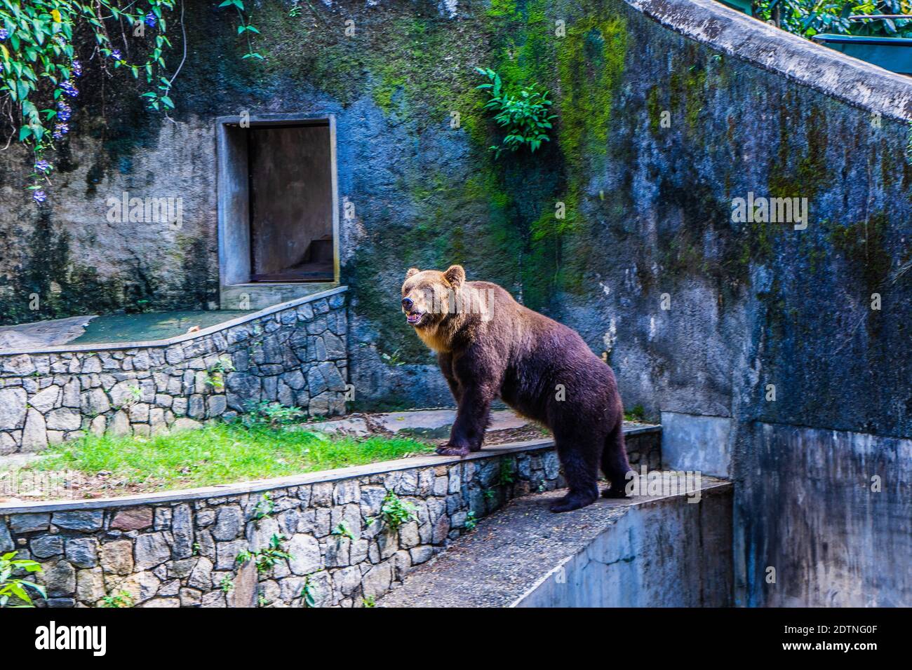 Bear in a Zoo Stock Photo - Alamy