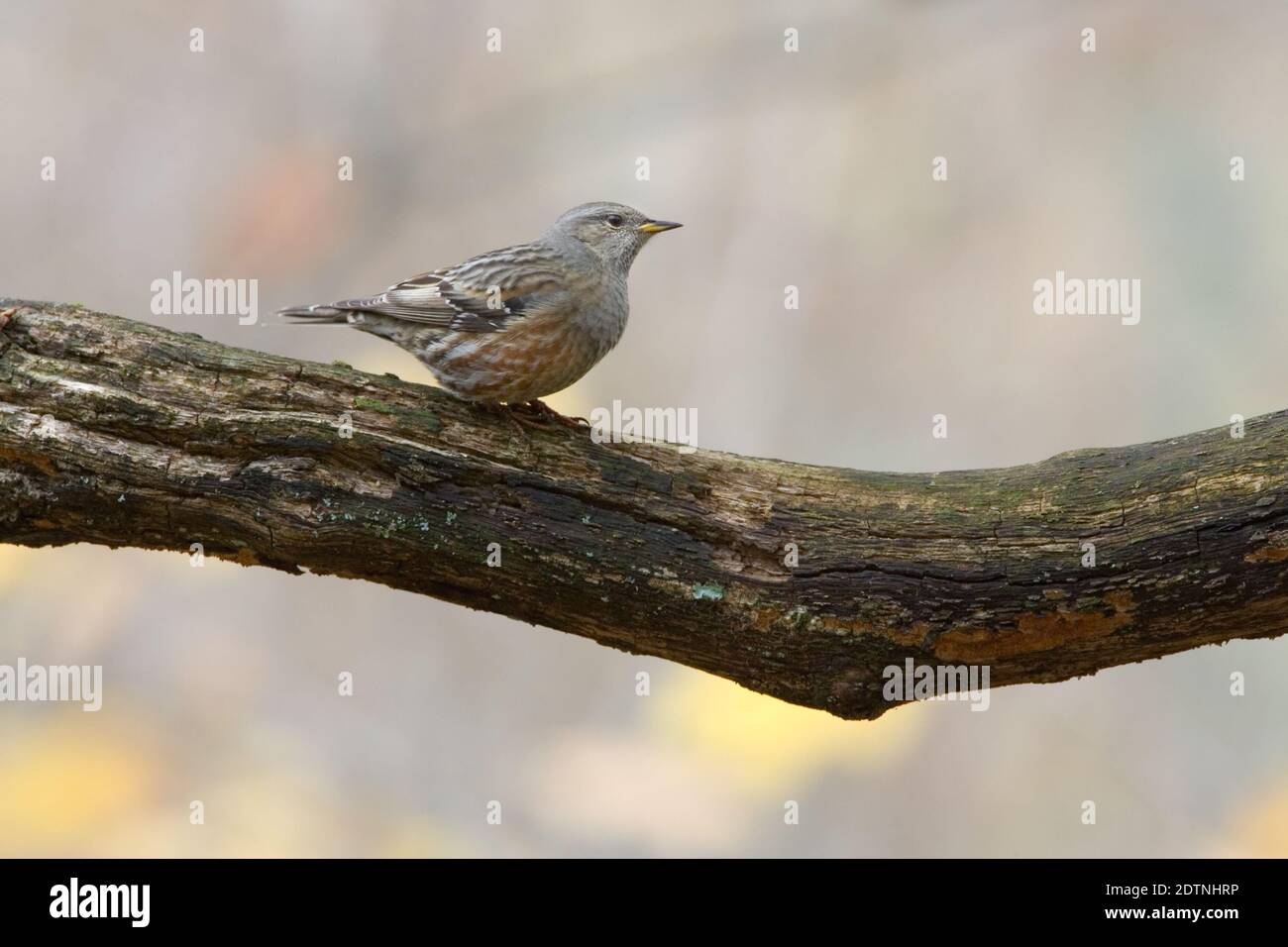 Alpenheggemus High Resolution Stock Photography and Images - Alamy