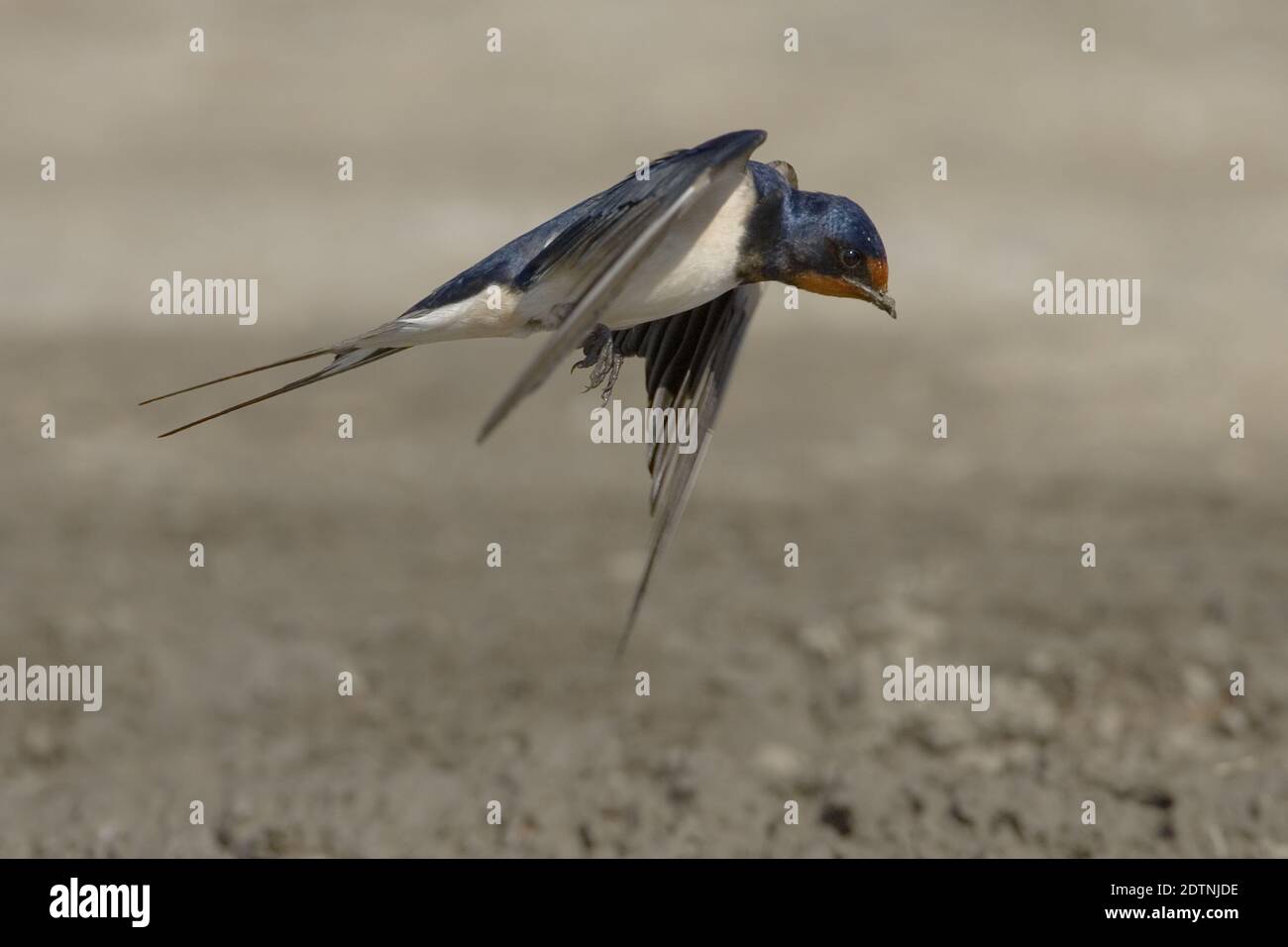 Barn Swallow flying; Boerenzwaluw flying Stock Photo - Alamy