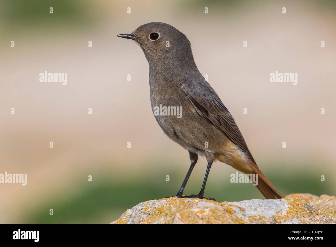 Codirosso spazzacamino; Black redstart; Phoenicurus ochruros Stock ...