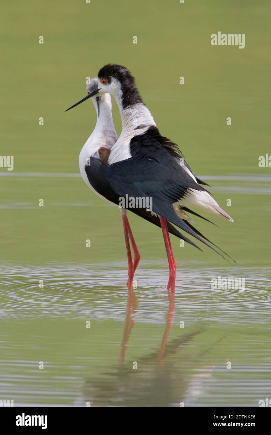 Black-winged Stilt mating; Steltkluut parend Stock Photo - Alamy