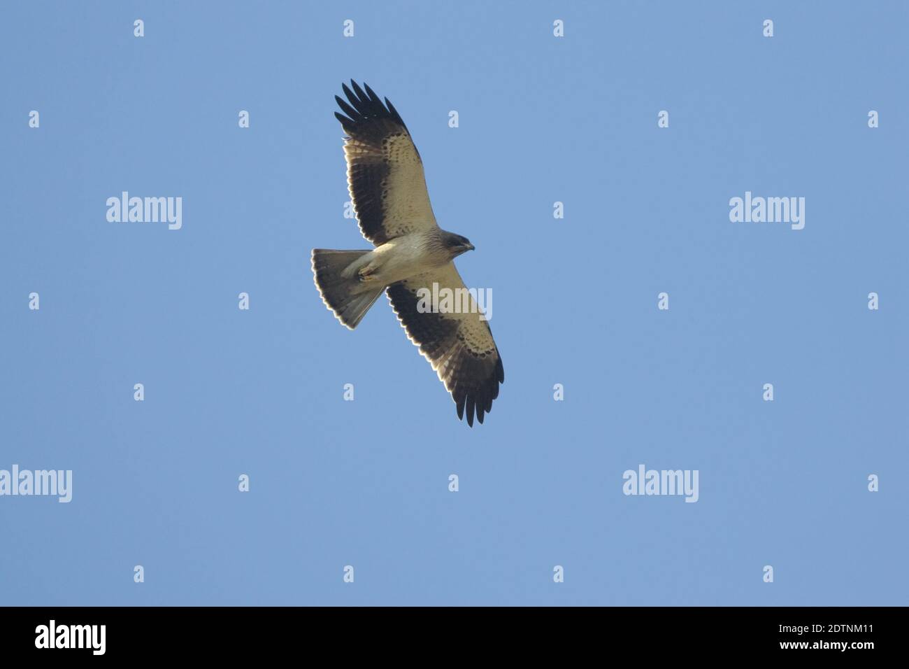 Booted Eagle light morph flying; lichte fase Dwergarend vliegend Stock ...