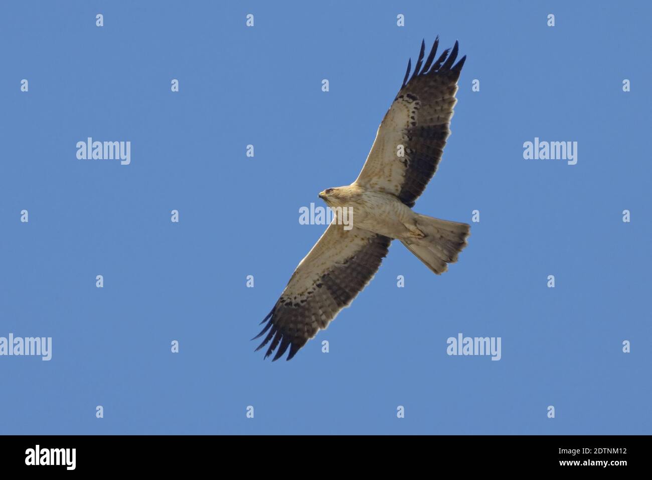Booted Eagle light morph flying; lichte fase Dwergarend vliegend Stock ...