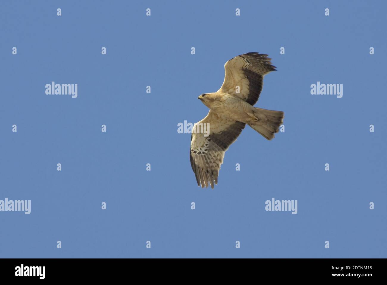 Booted Eagle light morph flying; lichte fase Dwergarend vliegend Stock ...