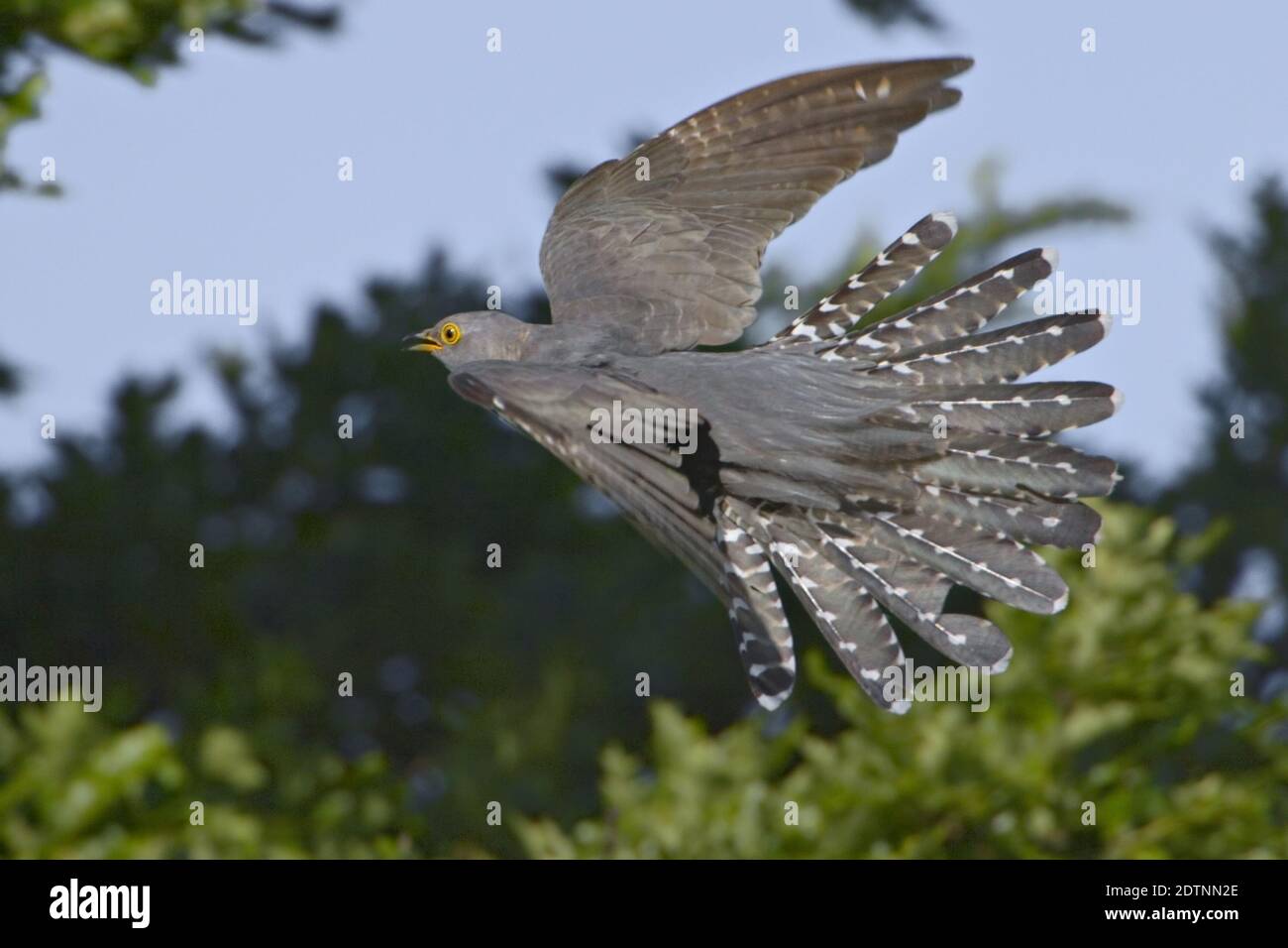 Common Cuckoo flying; Koekoek vliegend Stock Photo - Alamy