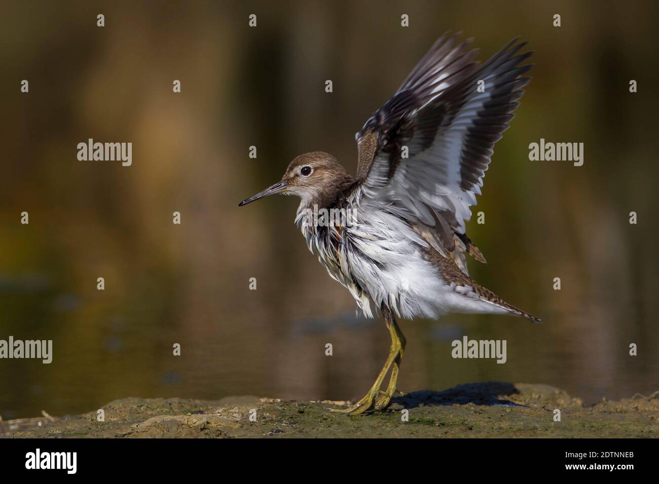 Piro piro piccolo; Common Sandpiper; Actitis hypoleucos Stock Photo - Alamy