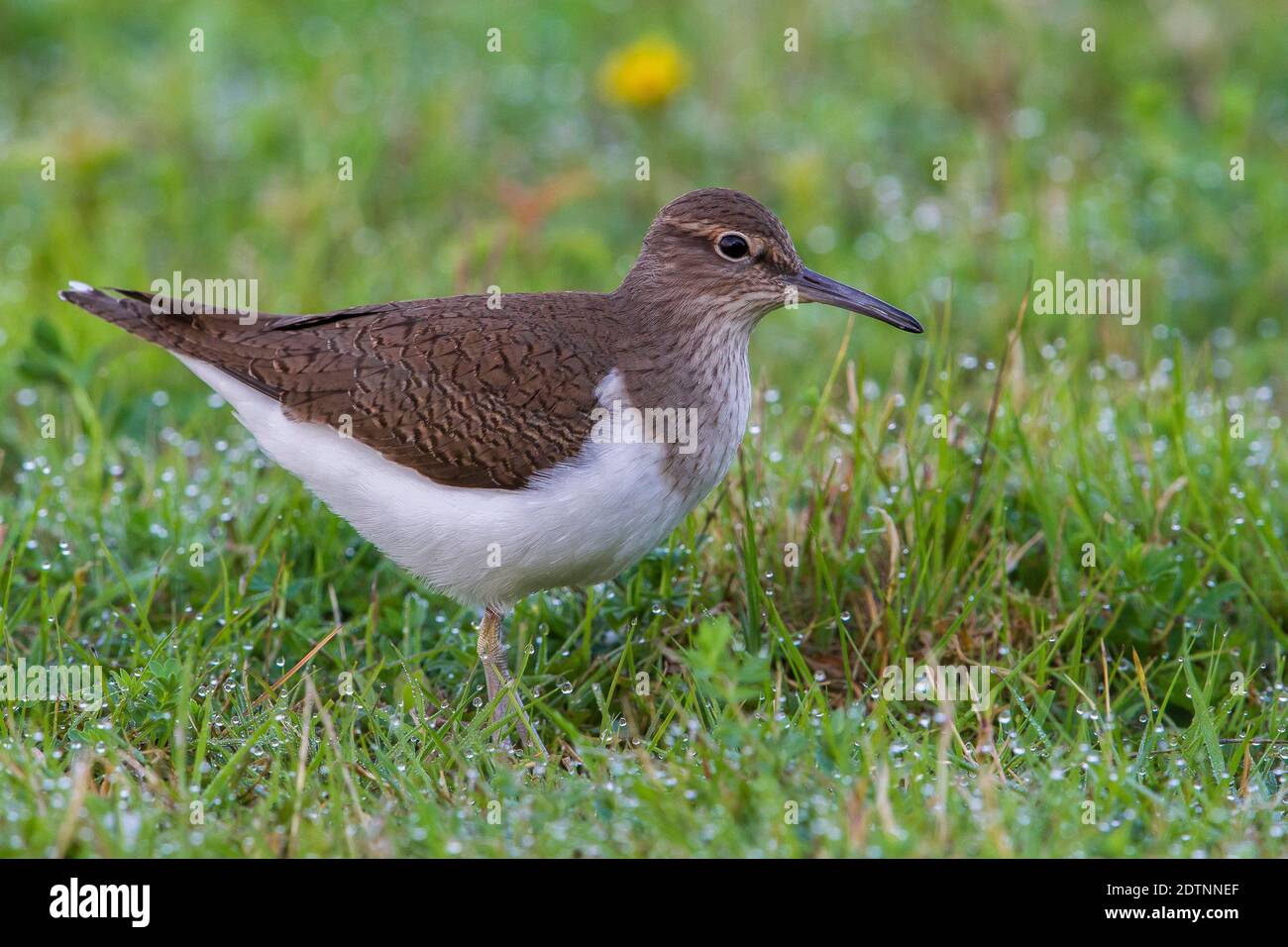 Piro piro piccolo; Common Sandpiper; Actitis hypoleucos Stock Photo - Alamy