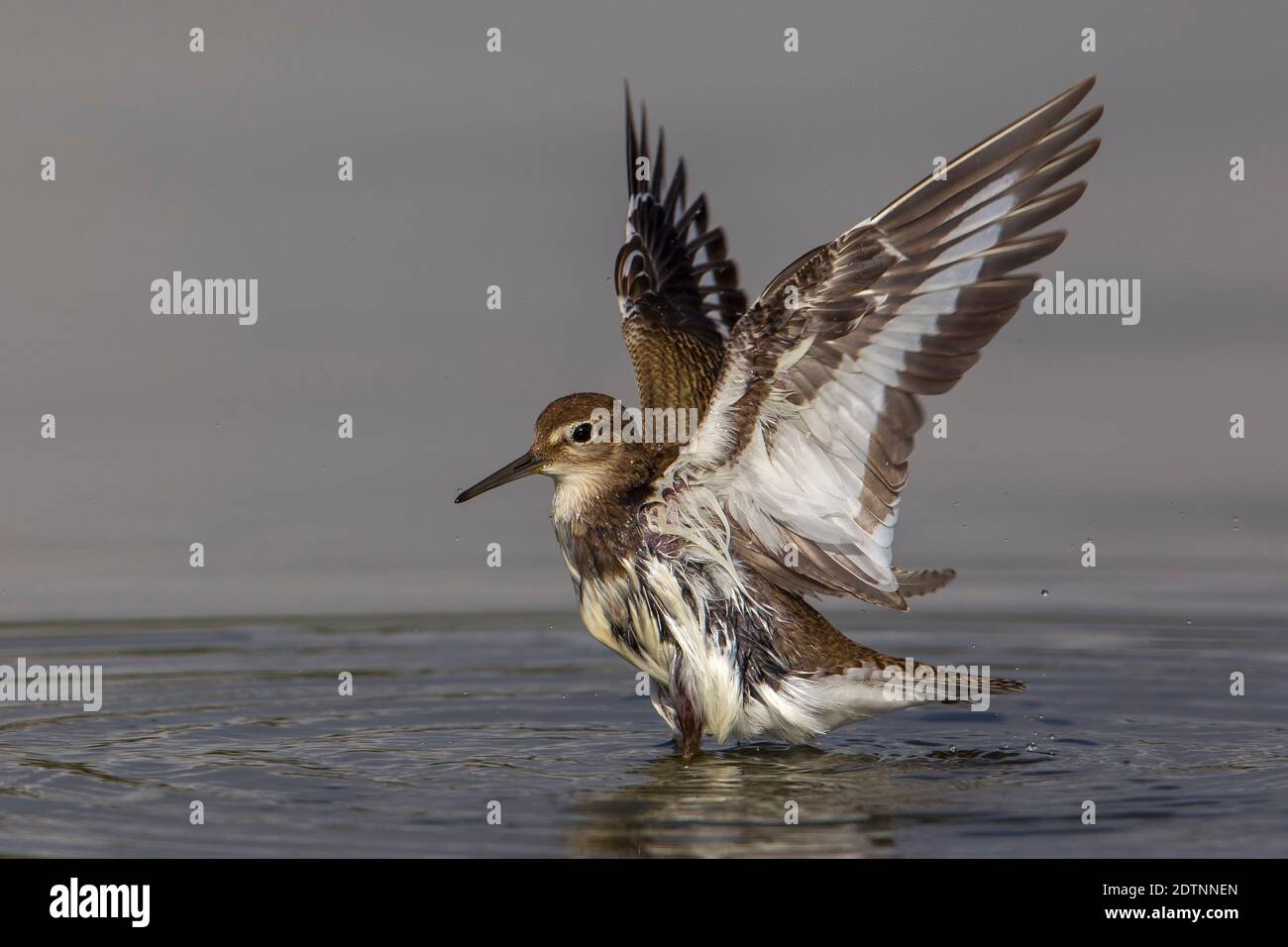 Piro piro piccolo; Common Sandpiper; Actitis hypoleucos Stock Photo - Alamy