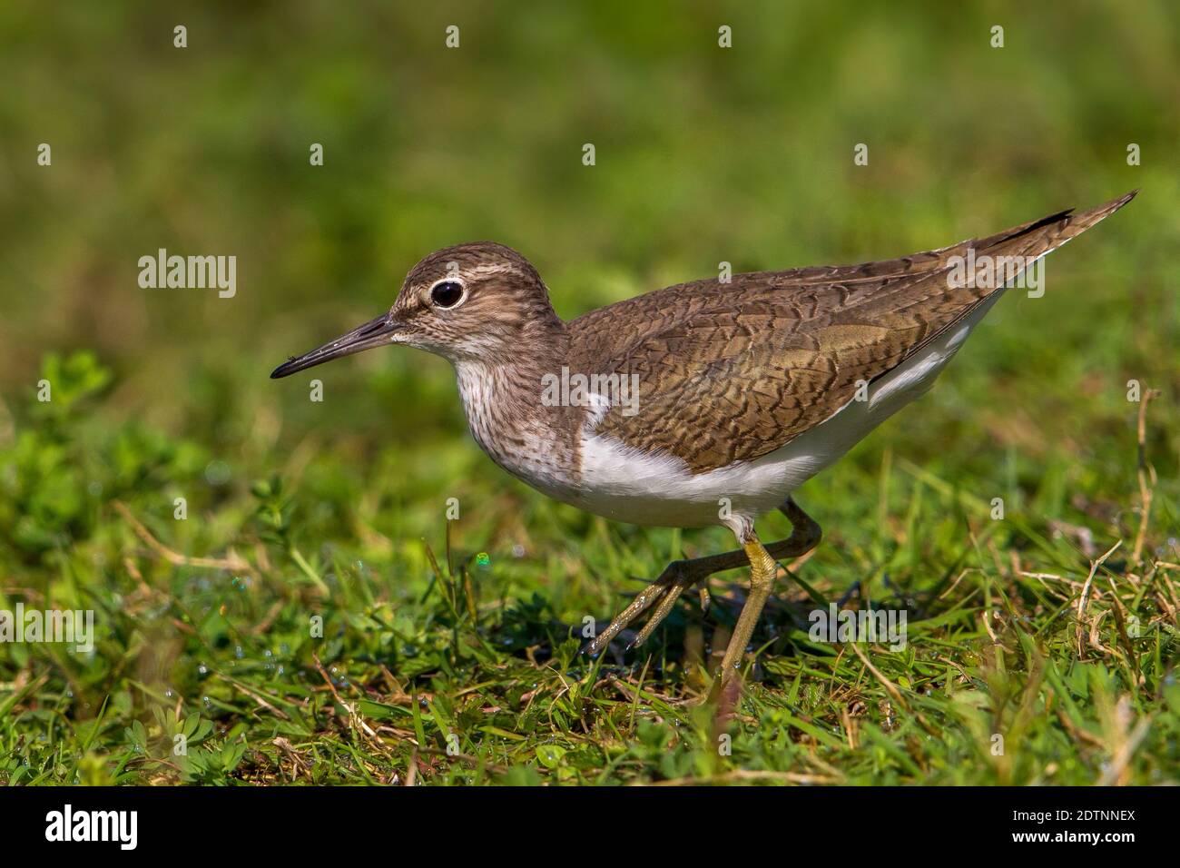 Piro piro piccolo; Common Sandpiper; Actitis hypoleucos Stock Photo - Alamy