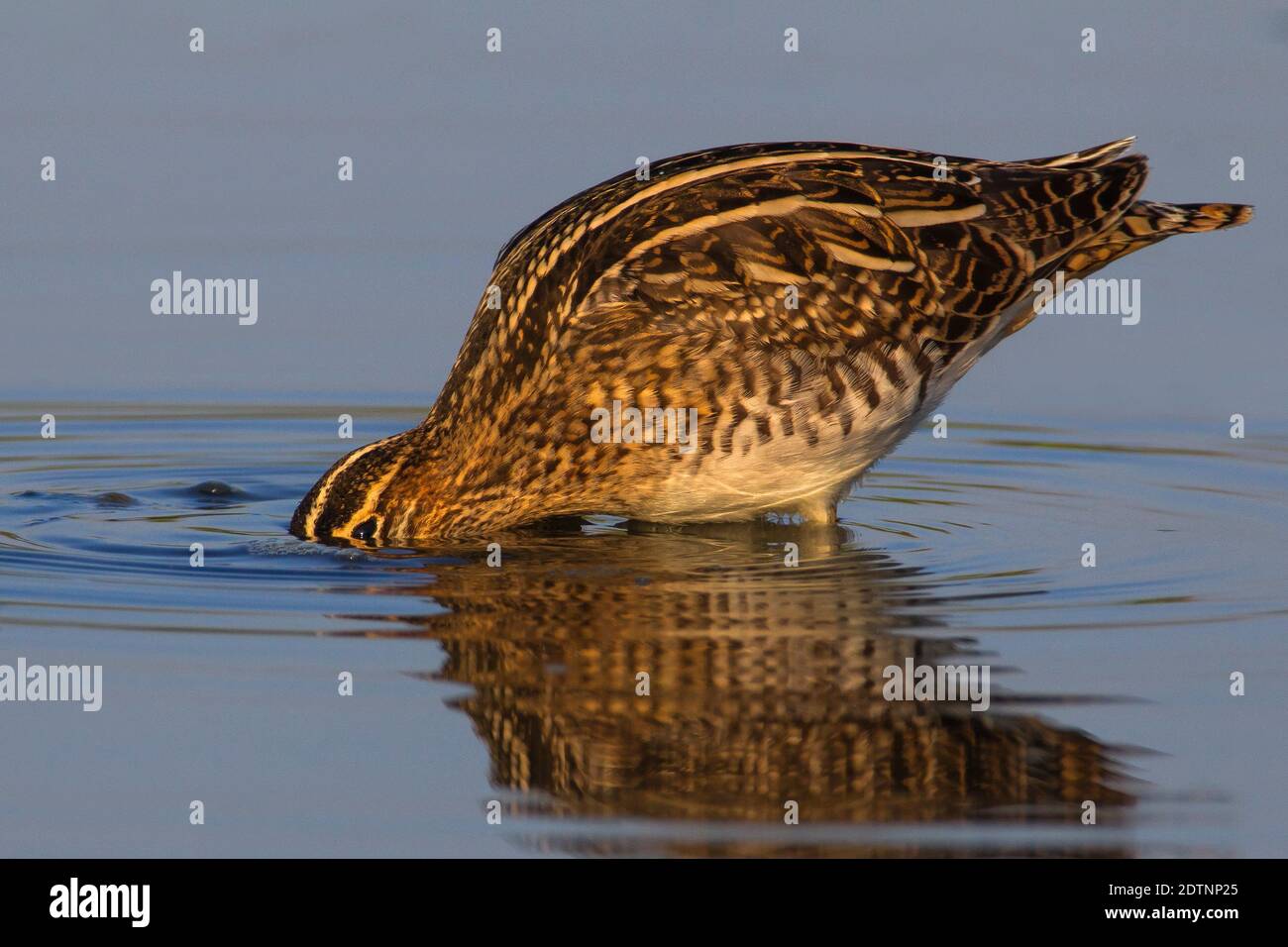 Beccaccino; Common Snipe; Gallinago gallinago Stock Photo - Alamy