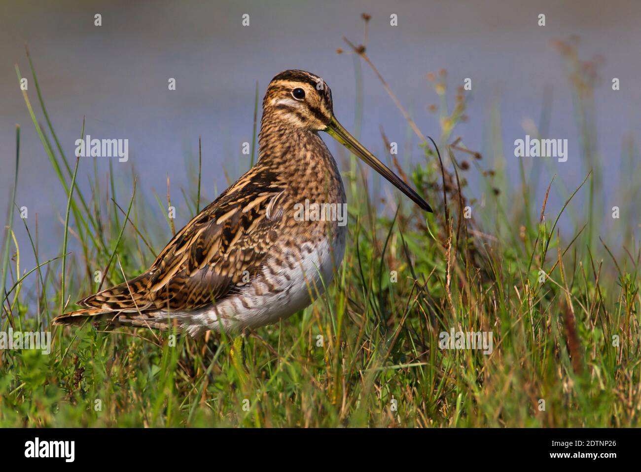 Common Snipe standing in marshland Stock Photo - Alamy
