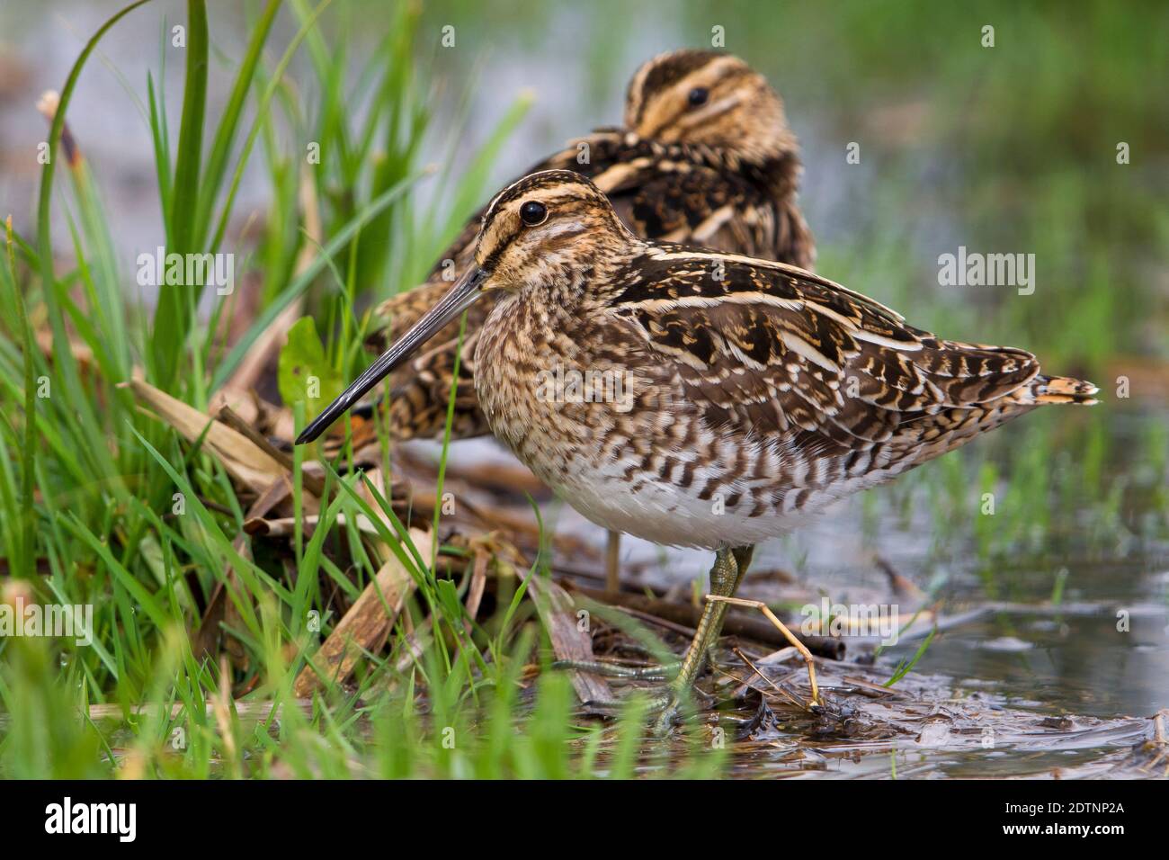 Beccaccino; Common Snipe; Gallinago gallinago Stock Photo - Alamy