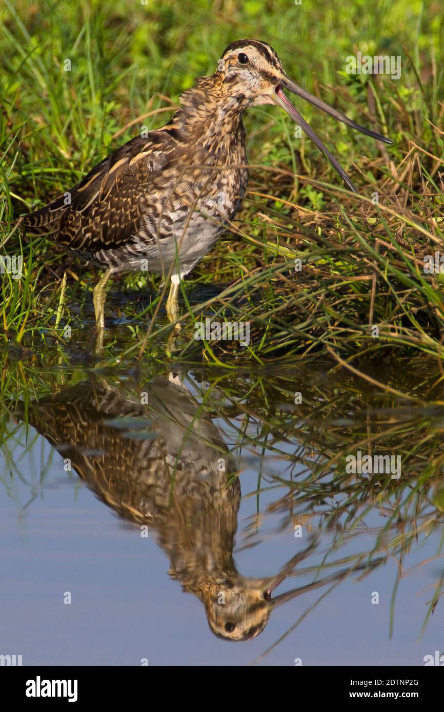 Beccaccino; Common Snipe; Gallinago gallinago Stock Photo - Alamy
