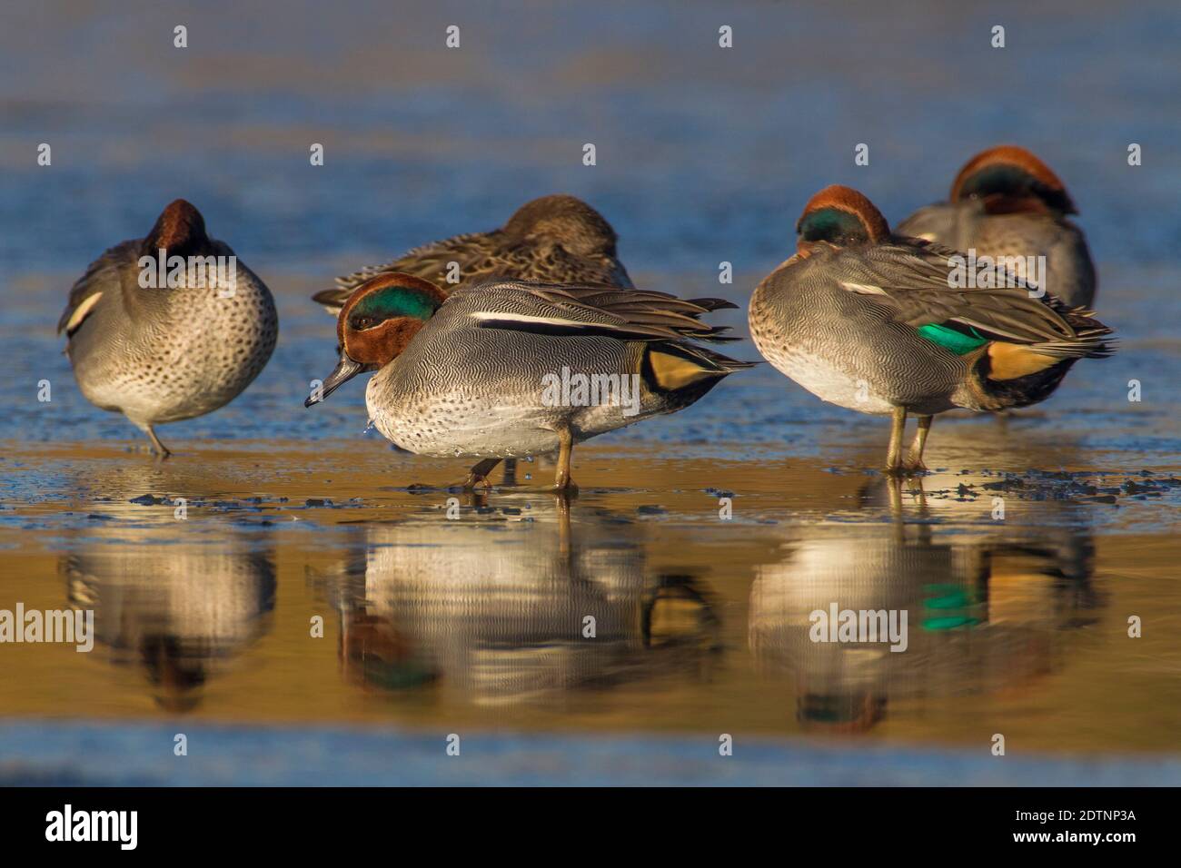 Alzavola; Eurasian Teal; Anas crecca Stock Photo - Alamy