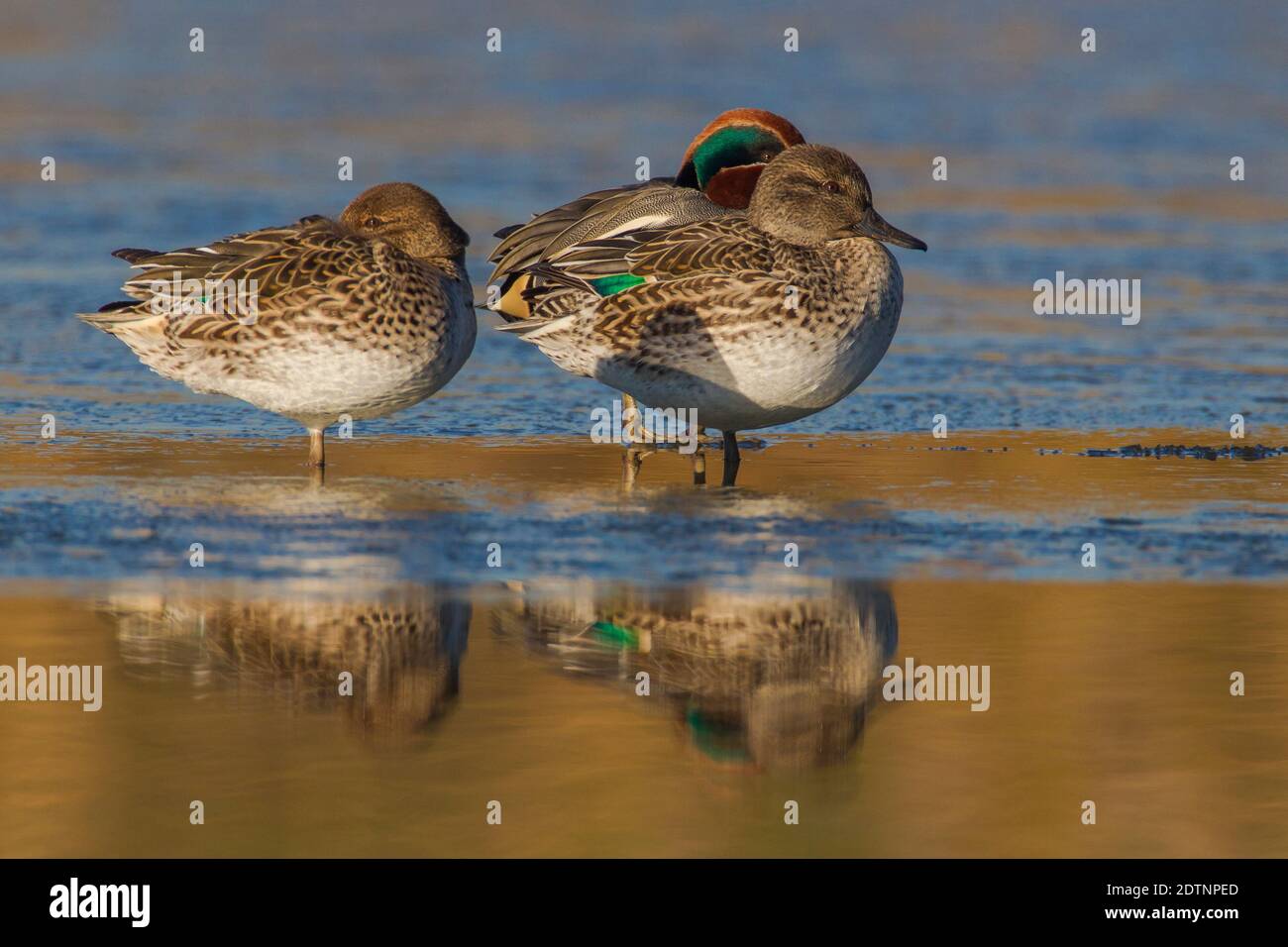 Alzavola; Eurasian Teal; Anas crecca Stock Photo - Alamy