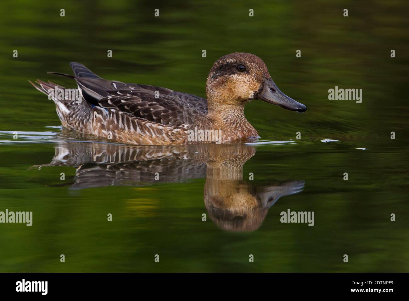 Alzavola; Eurasian Teal; Anas crecca Stock Photo - Alamy