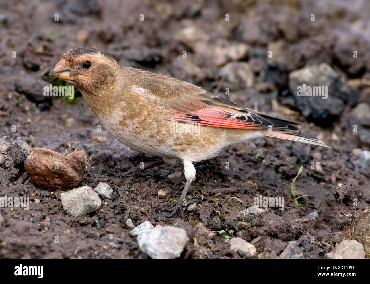 African Crimson-winged Finch (Rhodopechys alienus) in Oukaimeden ...