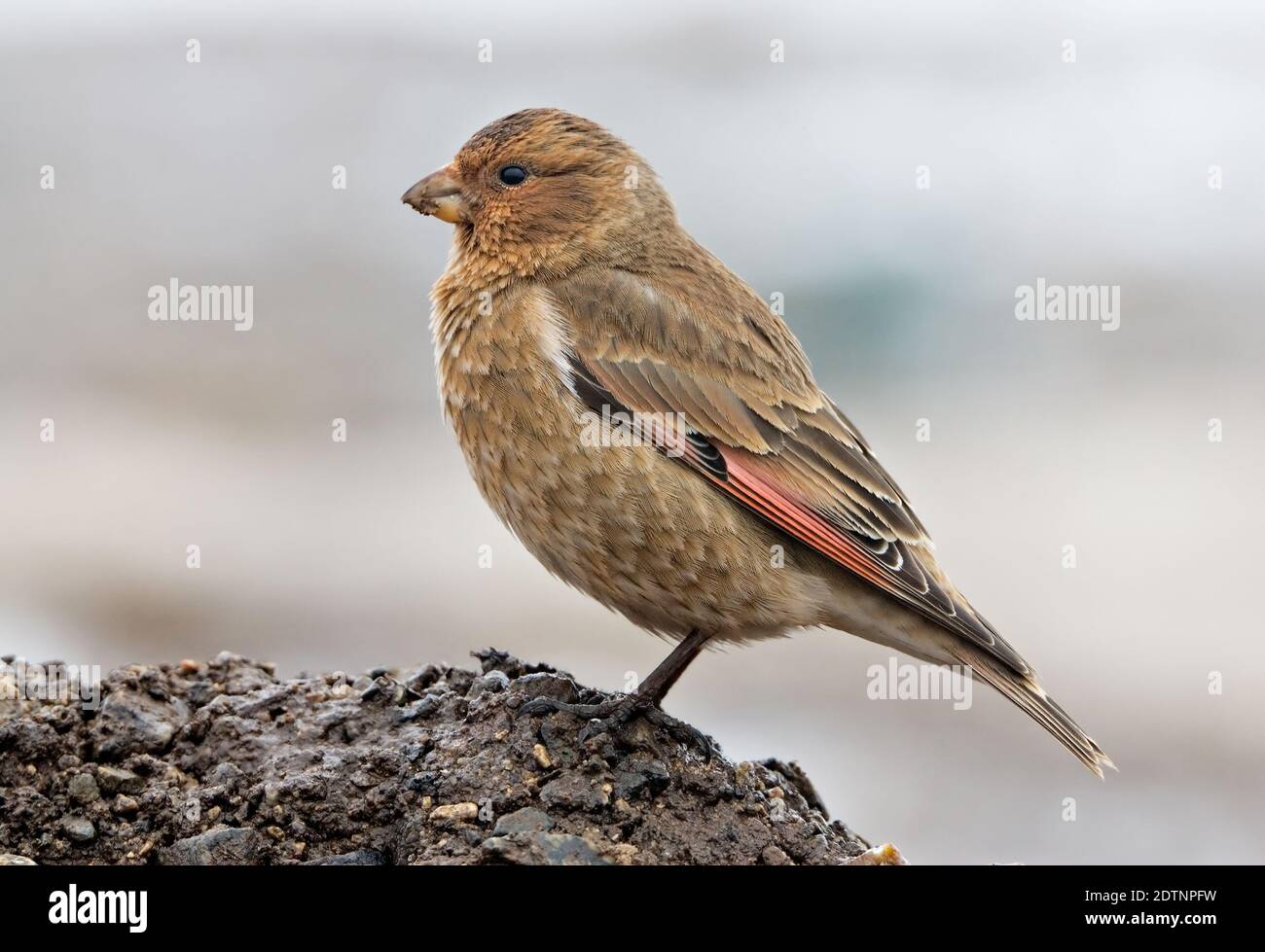 African Crimson-winged Finch (Rhodopechys alienus) in Oukaimeden ...