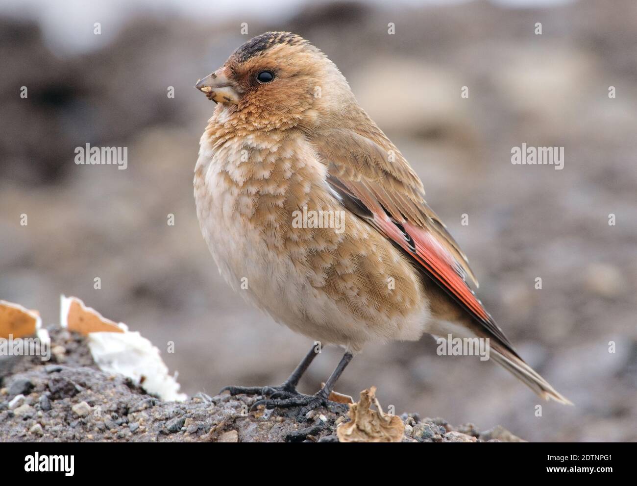 African Crimson-winged Finch (Rhodopechys alienus) in Oukaimeden ...