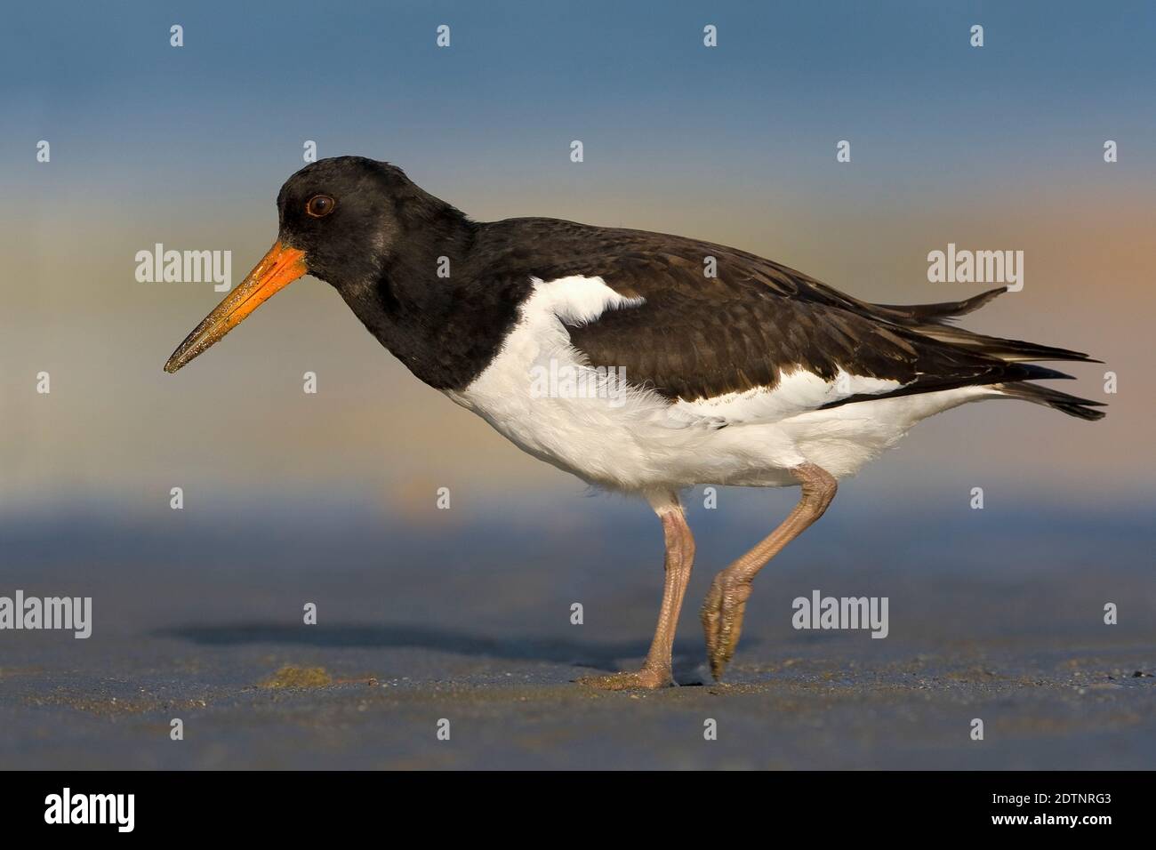 Beccaccia di mare; Oystercatcher; Haematopus ostralegus Stock Photo - Alamy