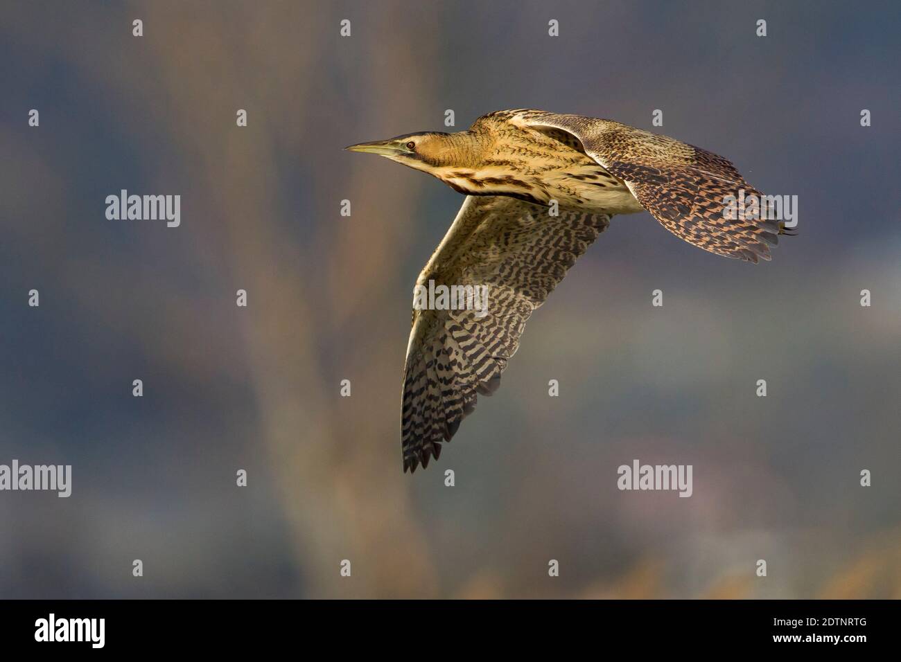 Tarabuso; Great Bittern; Botaurus stellaris Stock Photo - Alamy