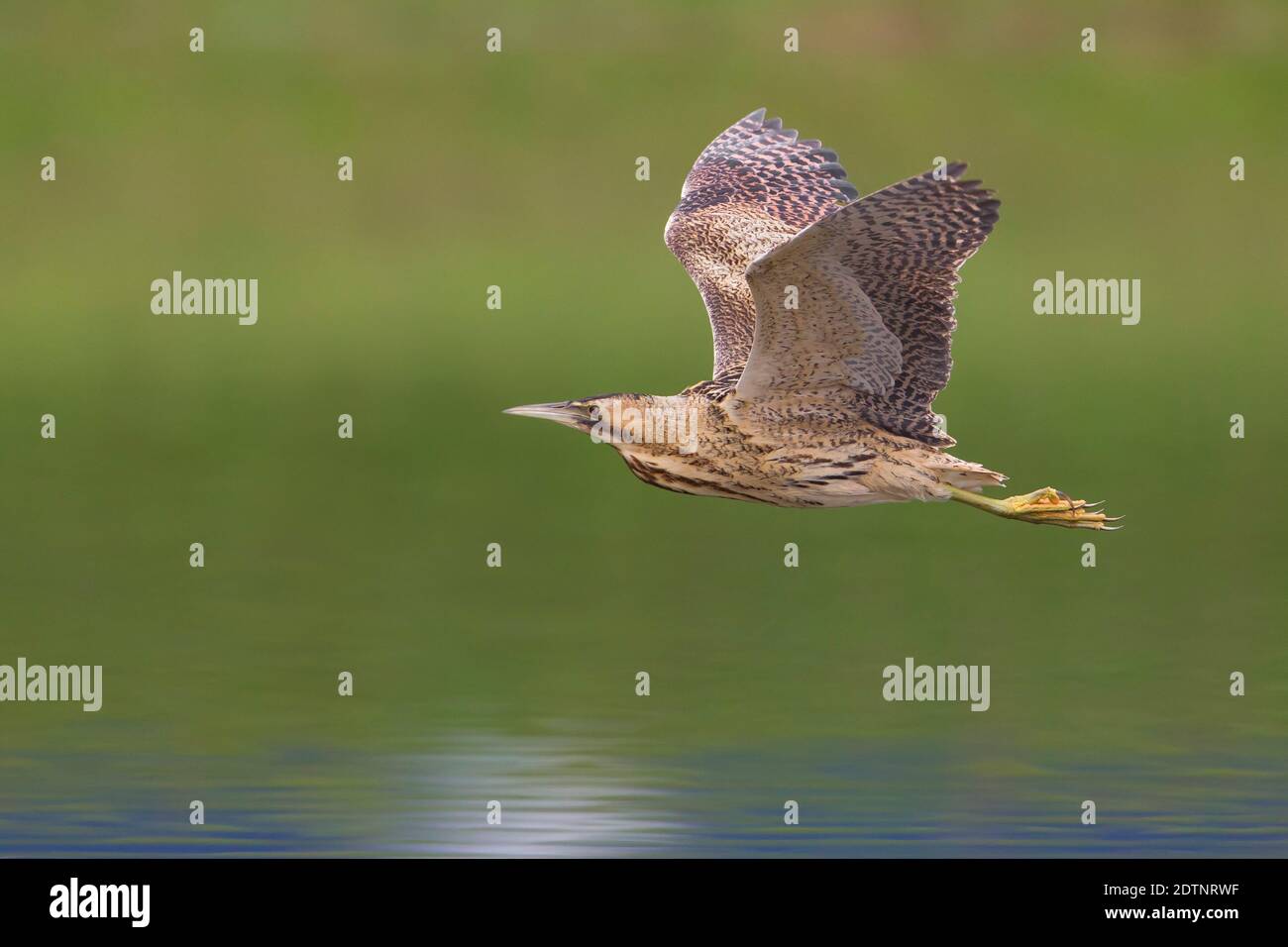 Tarabuso; Great Bittern; Botaurus stellaris Stock Photo - Alamy