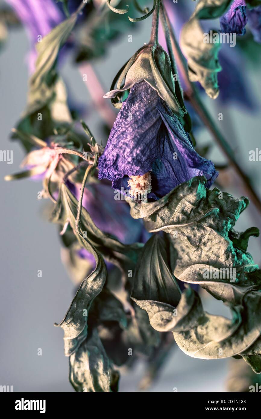 Close up faded flowers. Beautiful plant minimal in neon light ...