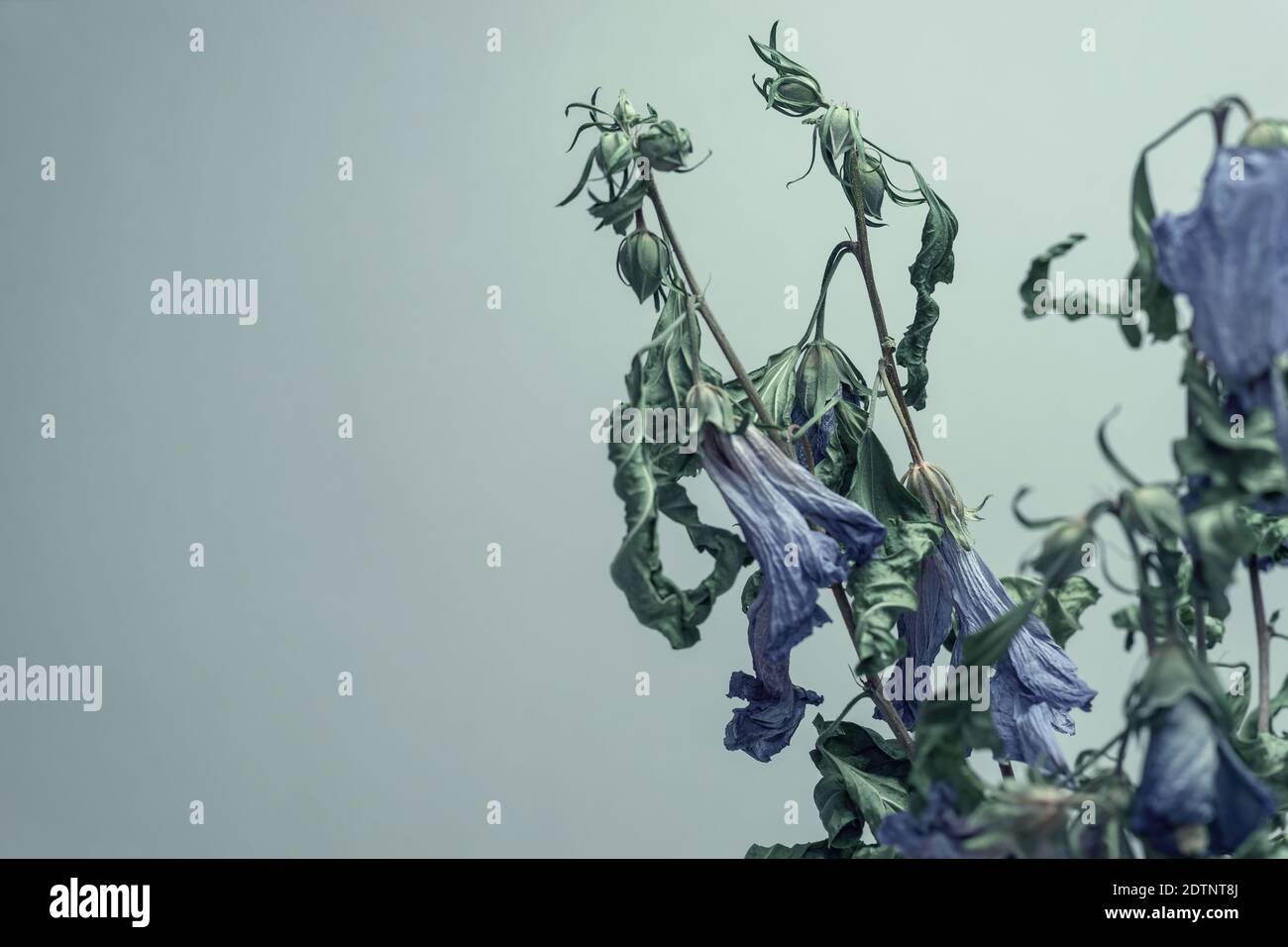 Close up faded blue flowers. Beautiful plant minimal in neon light ...