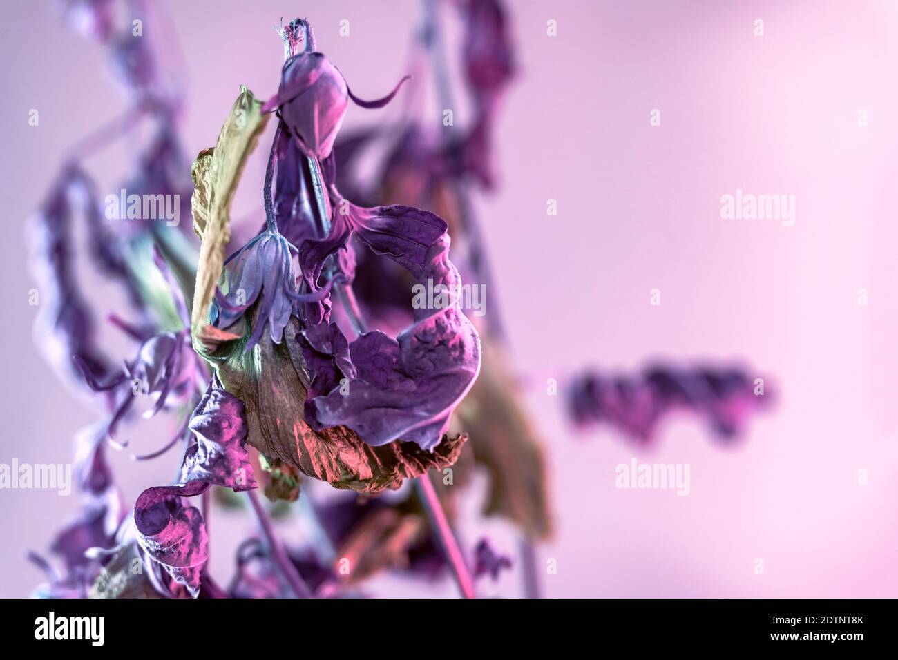 Close up faded flowers in the color light. Beautiful plant minimal in ...