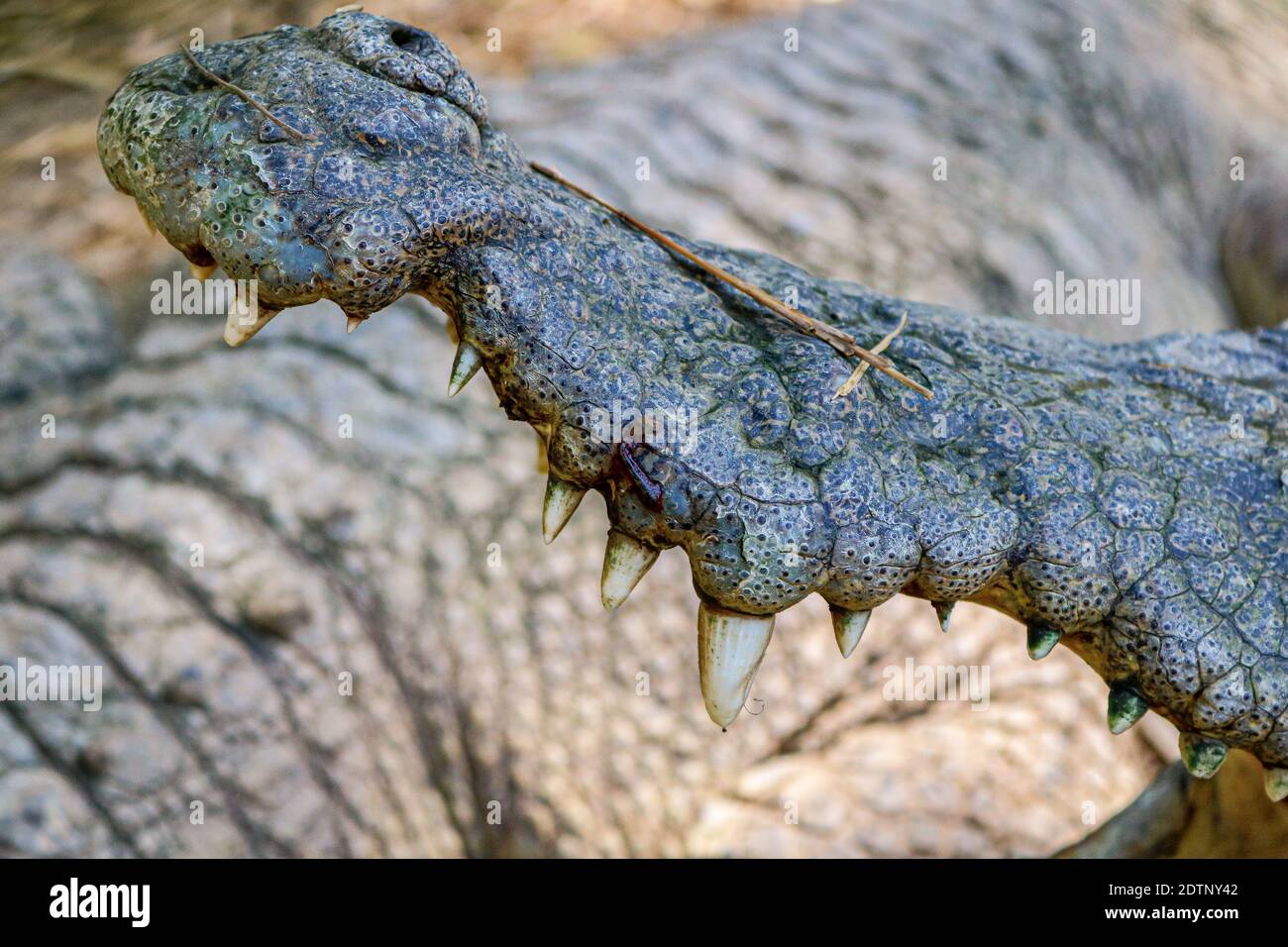 Iguana iguana skull hi-res stock photography and images - Alamy
