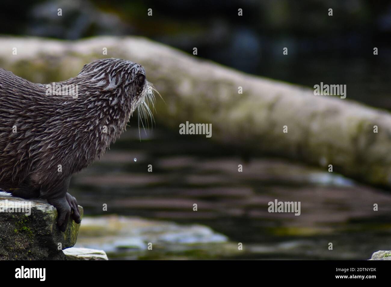 Otter profile view hi-res stock photography and images - Alamy