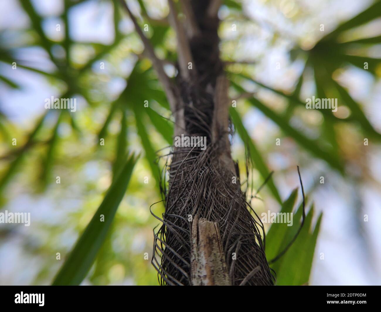 Bamboo map hi-res stock photography and images - Alamy