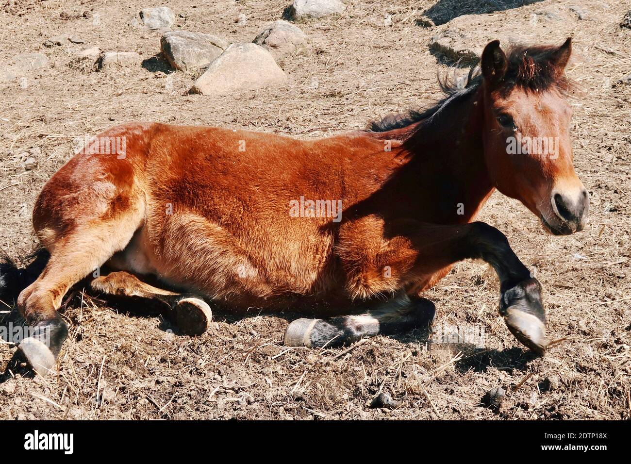 Horse Laying Down High Resolution Stock Photography and Images - Alamy