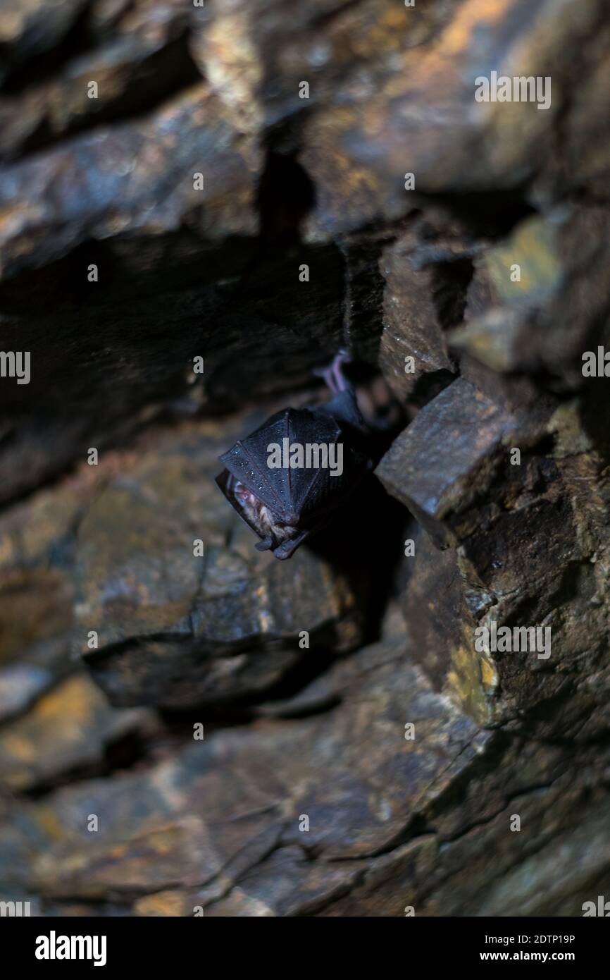 Animal bat isolated hi-res stock photography and images - Alamy