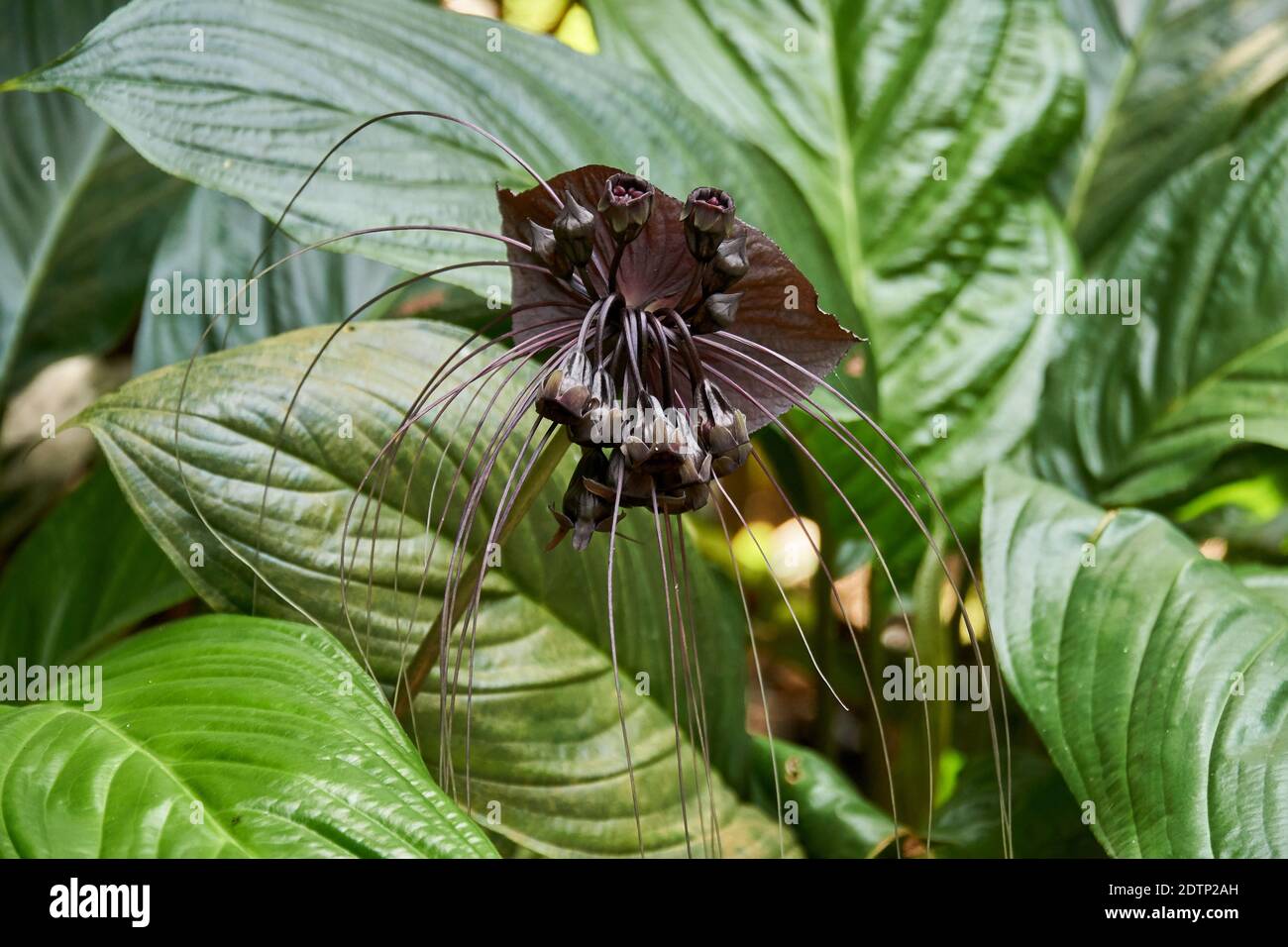 Bat lily hi-res stock photography and images - Alamy