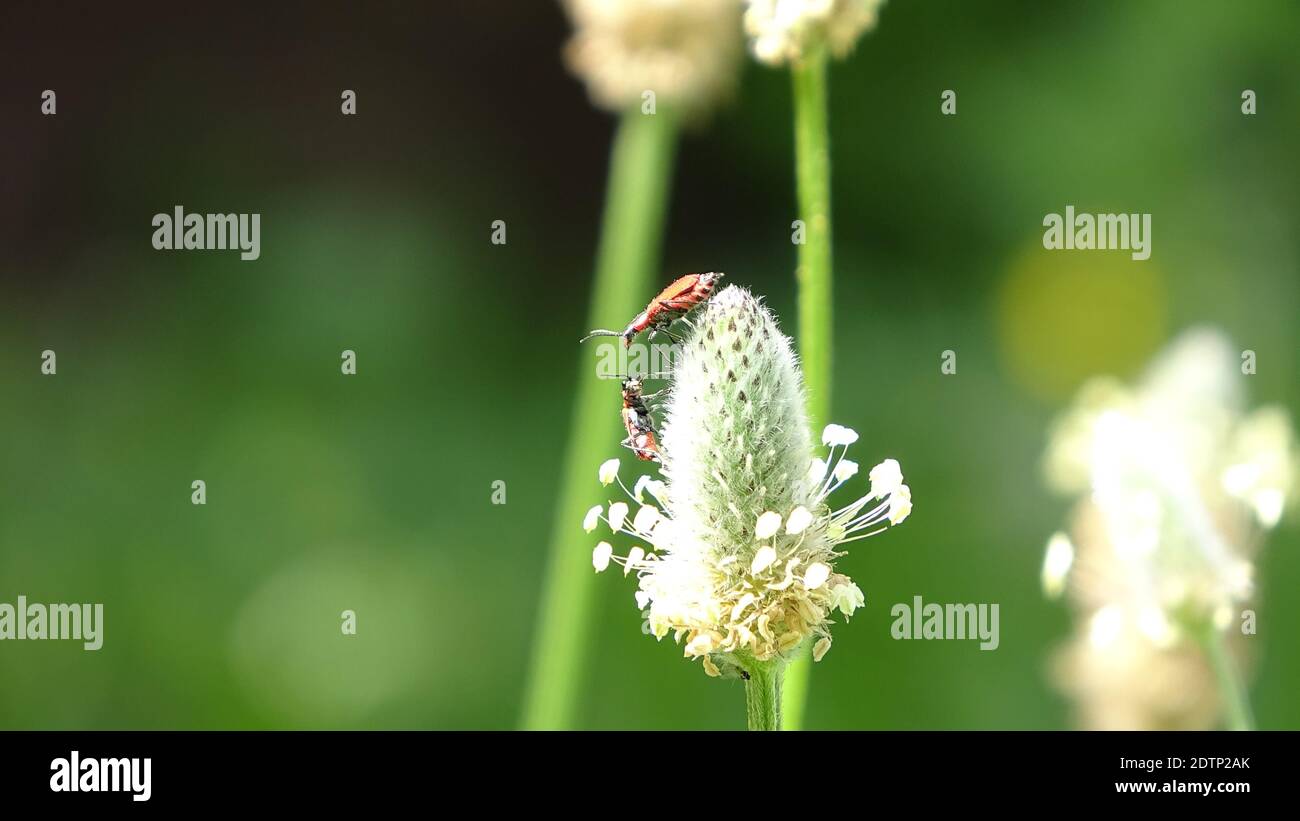 Two beetles hi-res stock photography and images - Alamy
