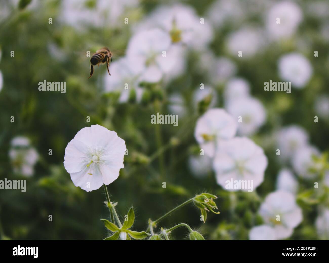 Bee hovering above flower hi-res stock photography and images - Alamy